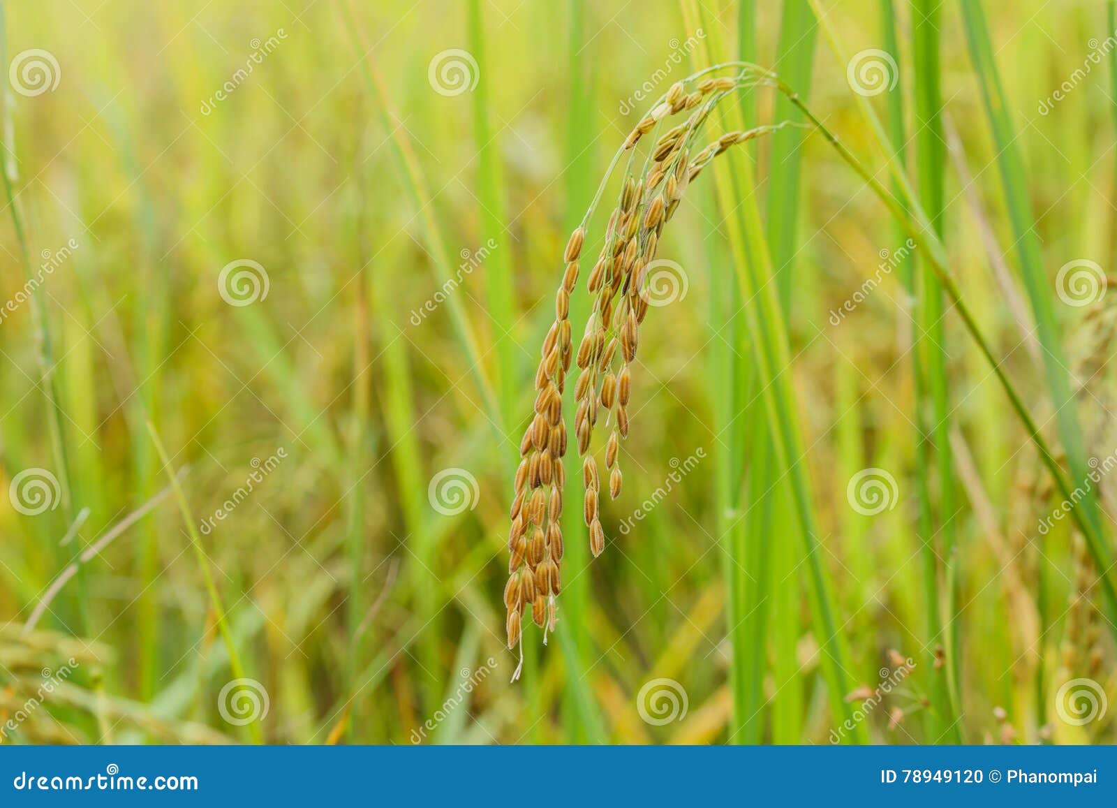 Oor van padie stock foto. Image of rijp, landbouwgrond - 78949120