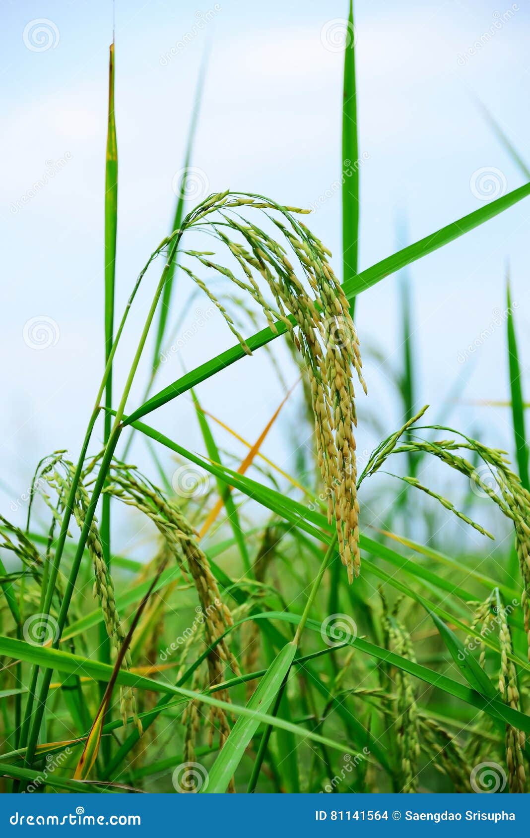 Oor van padie stock foto. Image of schil, gewas, aziatisch - 81141564