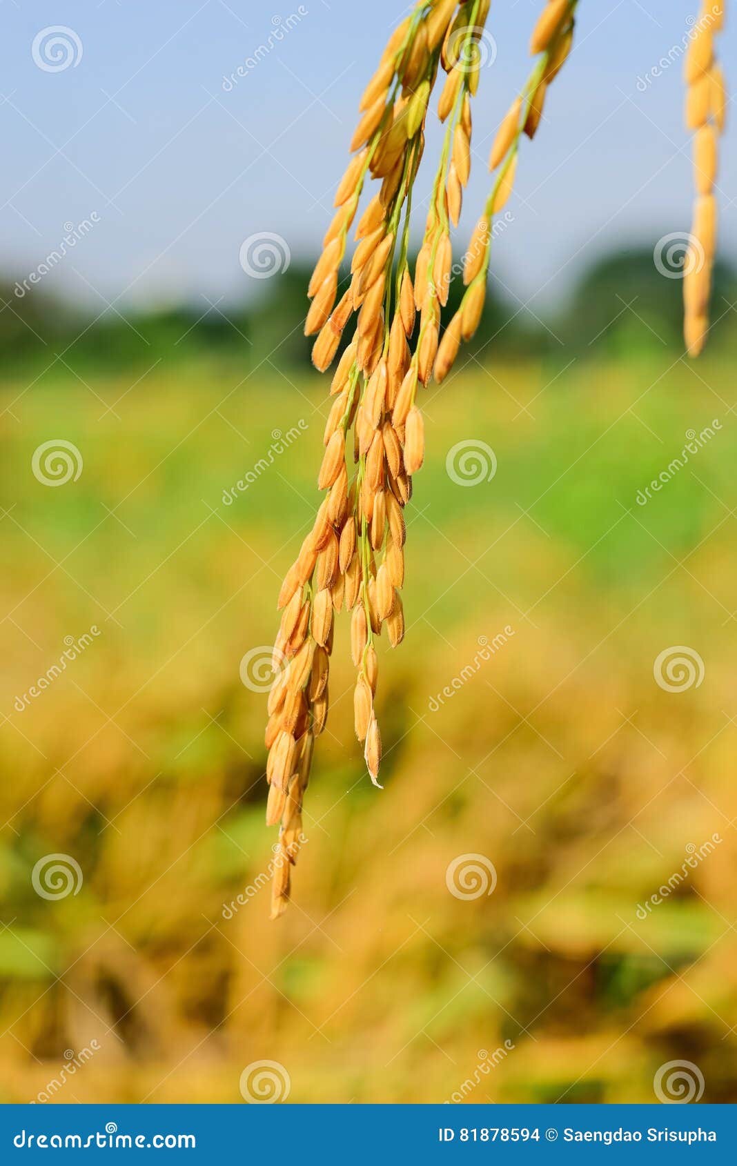 Oor van padie stock foto. Image of oogst, gebladerte - 81878594