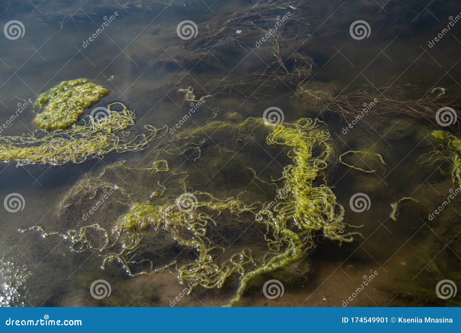 Ooze and Seaweed Float on the Surface of the Reservoir. Stock Image ...