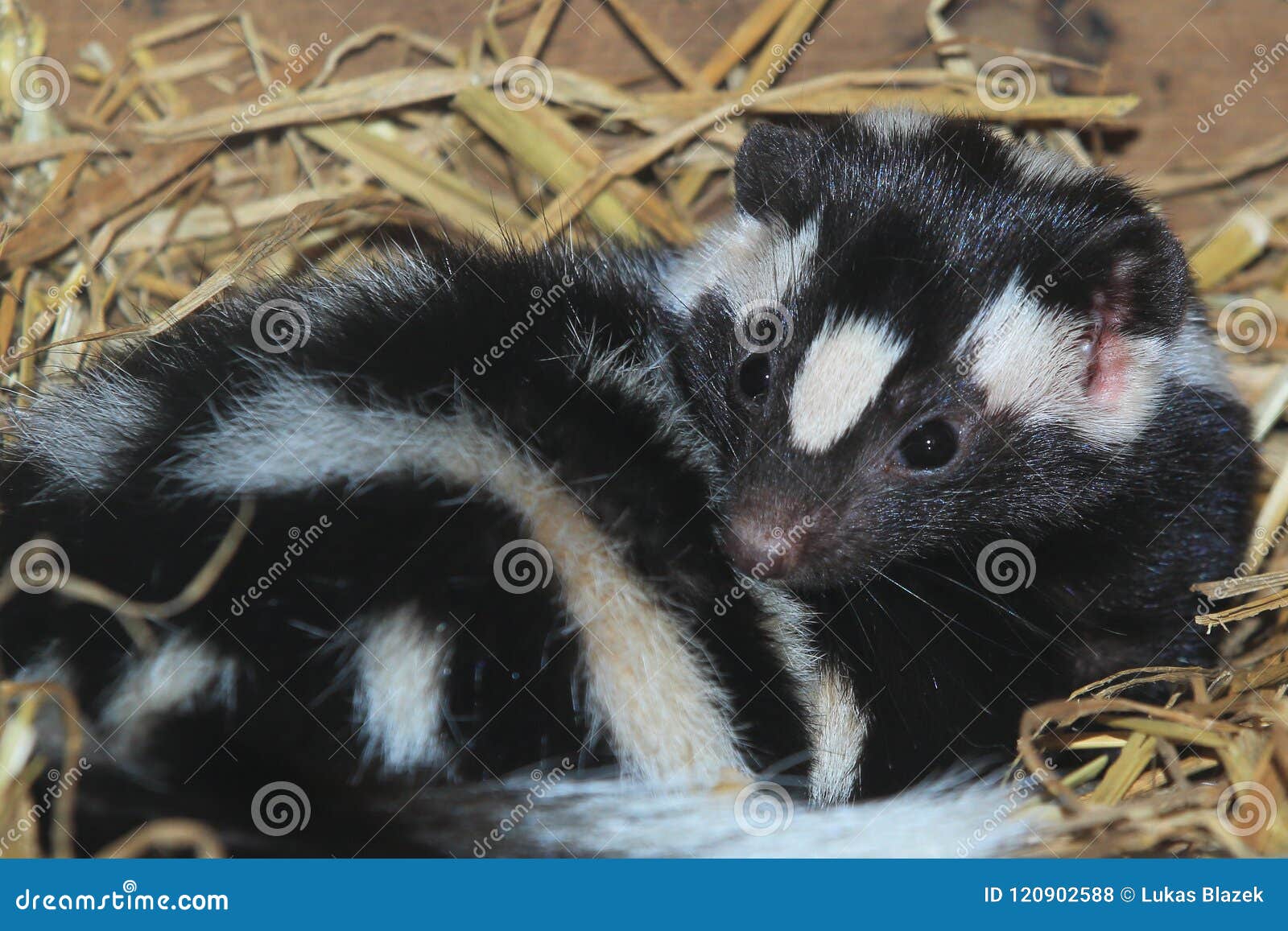 Oostelijk Bevlekt Stinkdier Stock Foto - Image of stinkdier, amerika ...