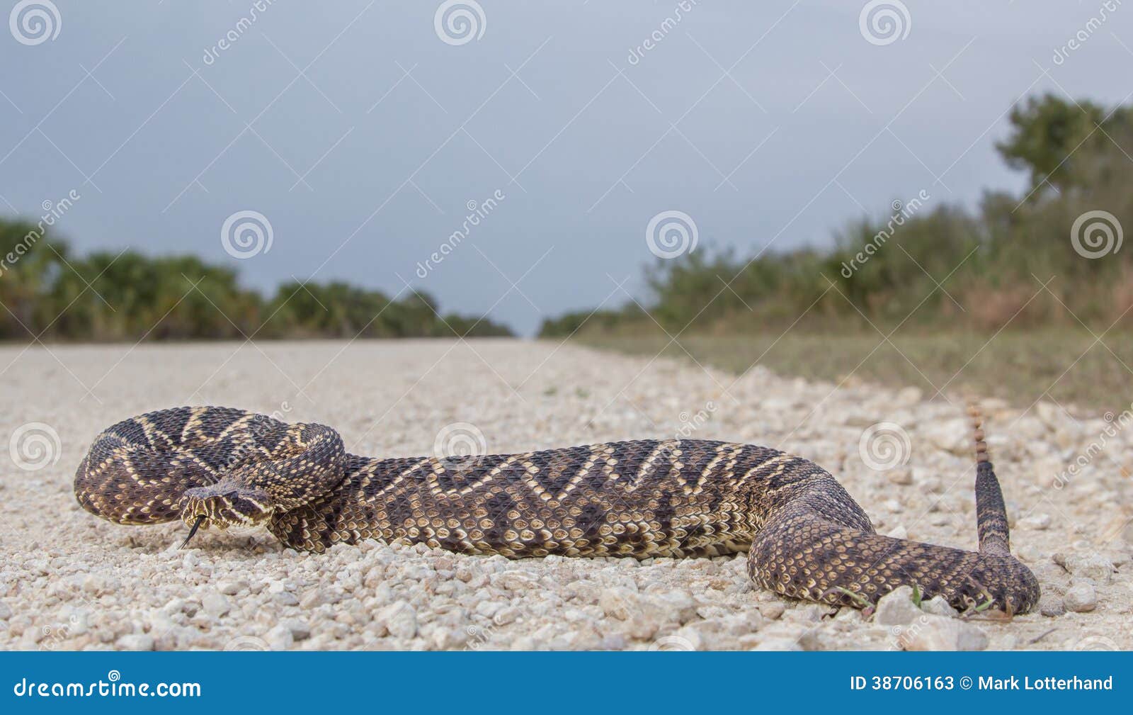 Oostelijke Diamondback-Ratelslang Stock Afbeelding - Image of park ...