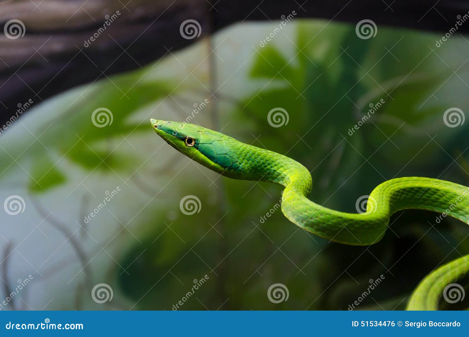 Oostelijke Groene Mamba stock foto. Image of groen, kruip - 51534476