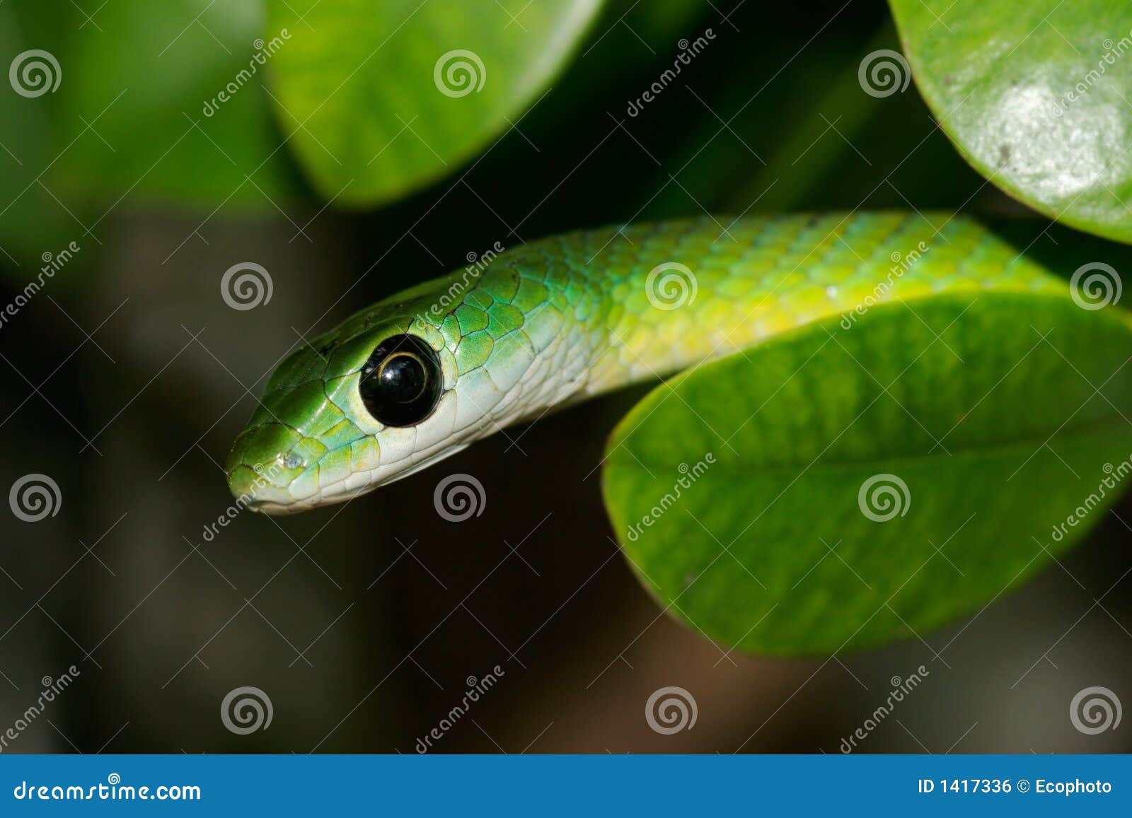 Oostelijke groene slang stock foto. Image of wild, struik - 1417336