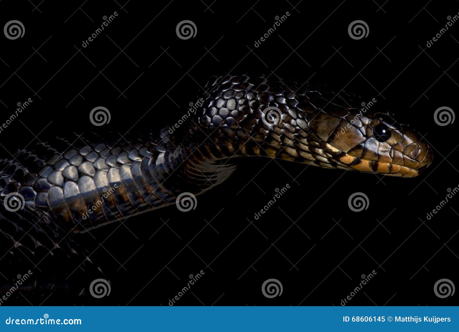 Oostelijke Indigoslang (Drymarchon-couperi) Stock Afbeelding - Image of ...