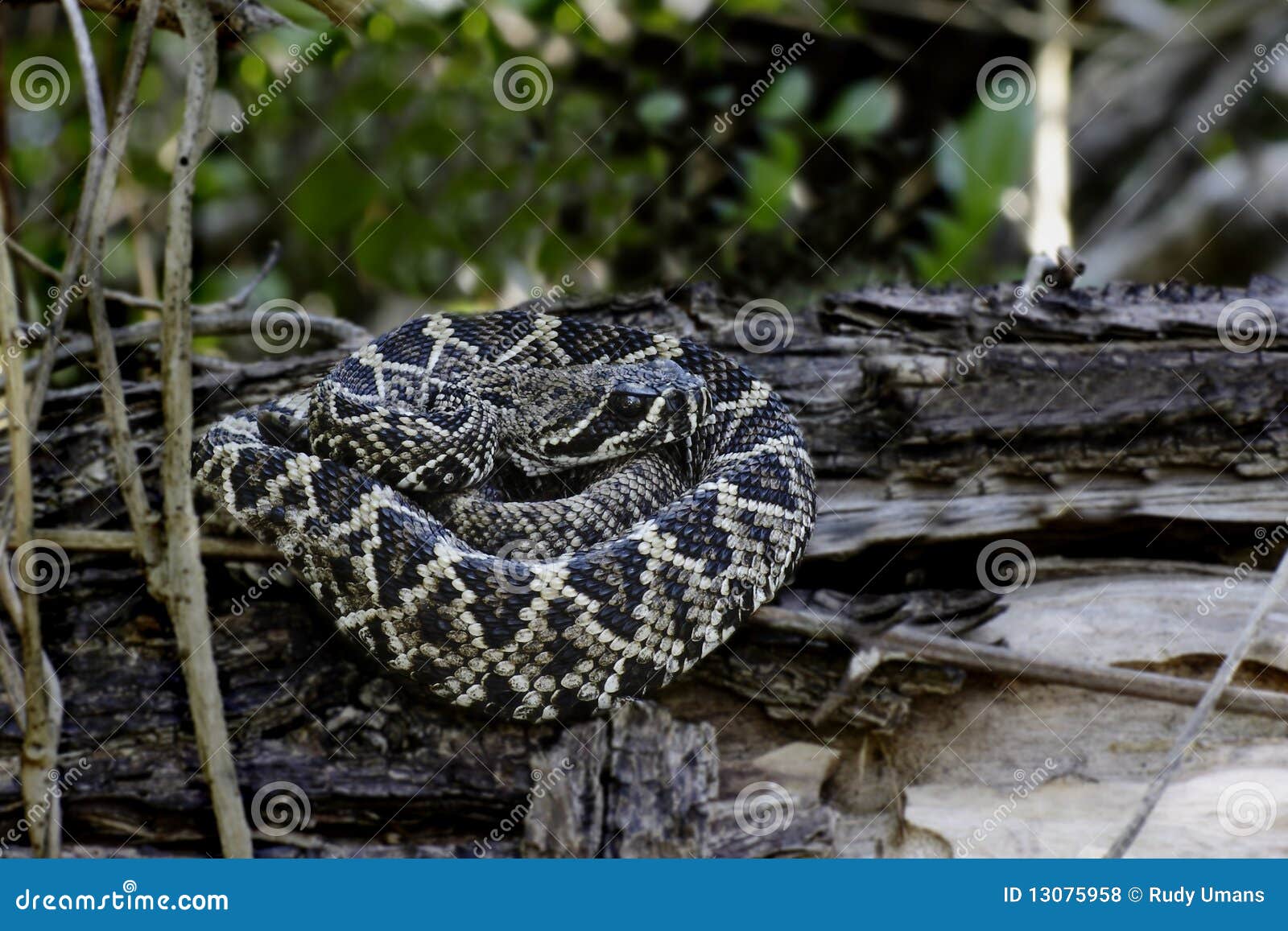 Oostelijke Ratelslang Diamondback Stock Foto - Image of schalen, giftig ...
