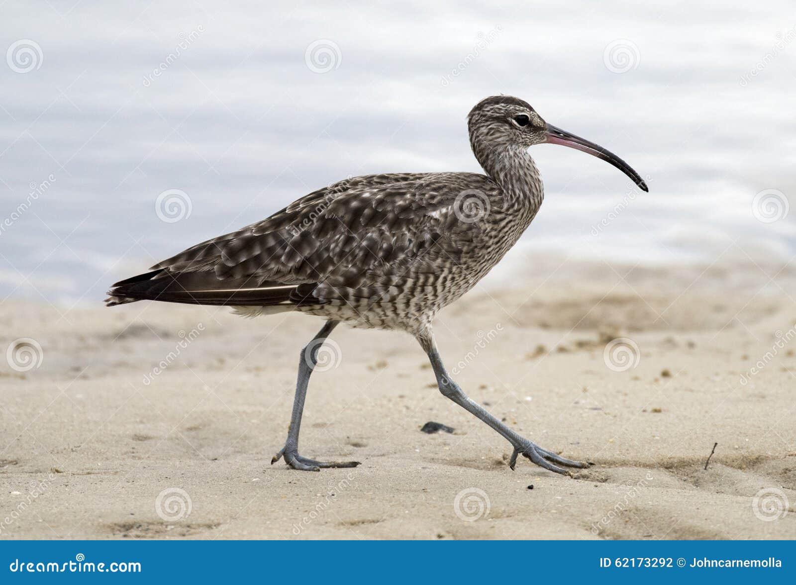 Oostelijke wulp stock foto. Image of noord, australië - 62173292