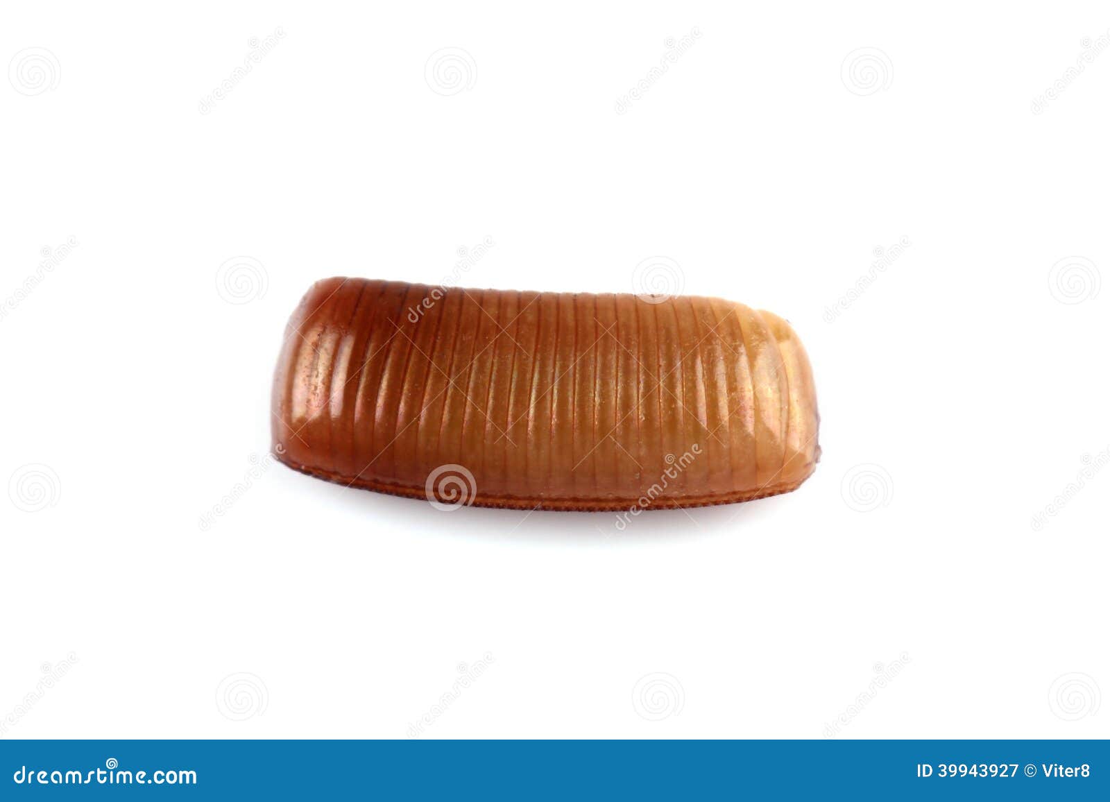 Ootheca of Cockroach Isolated on White Stock Image - Image of orange ...