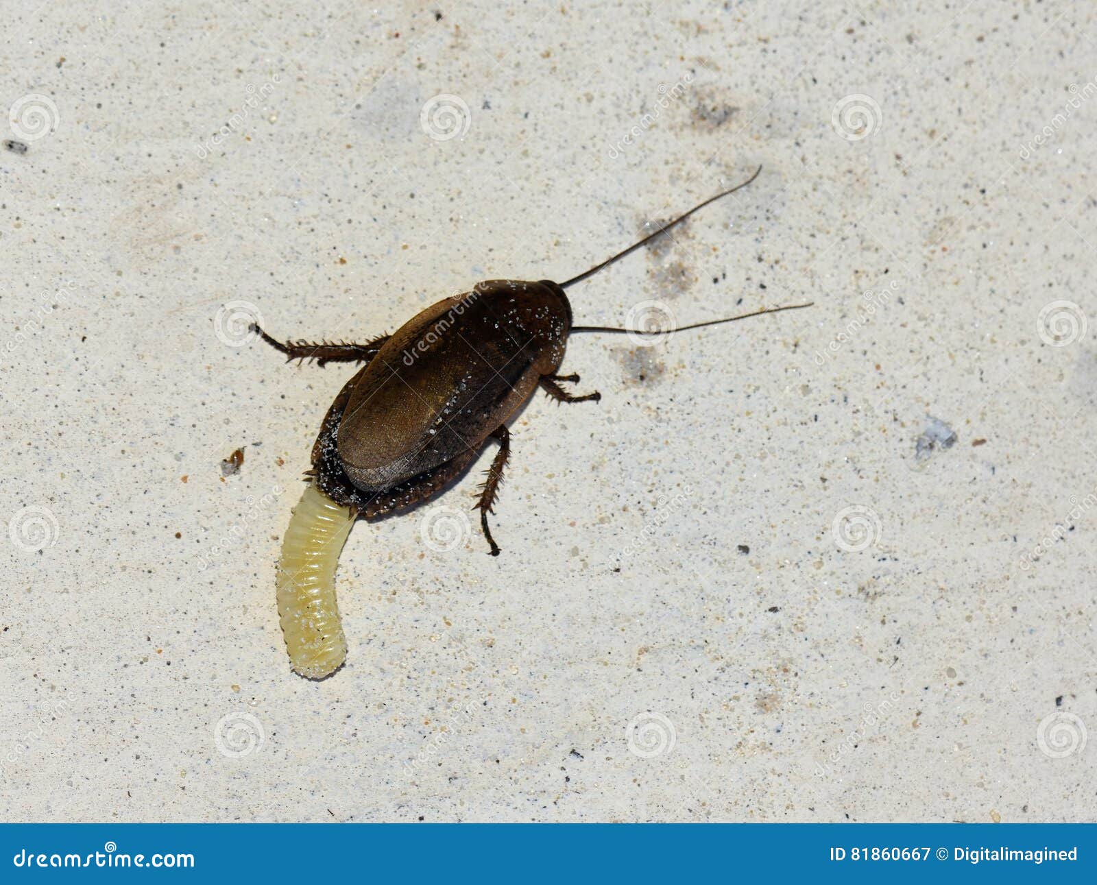Ootheca stock image. Image of cockroach, female, oothecae - 81860667