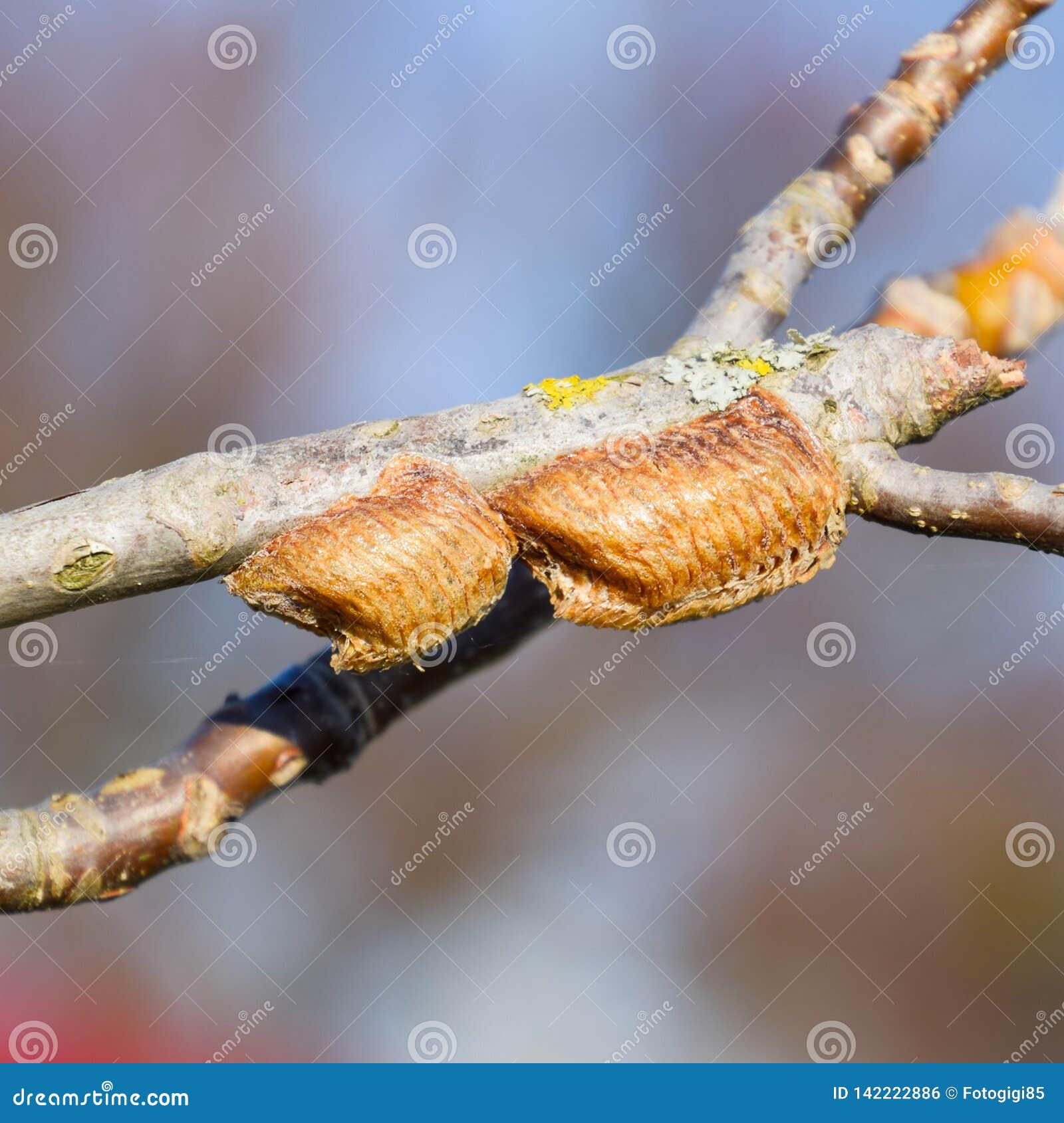 Ootheca Mantis on the Branches of a Tree. the Eggs of the Insect Stock ...