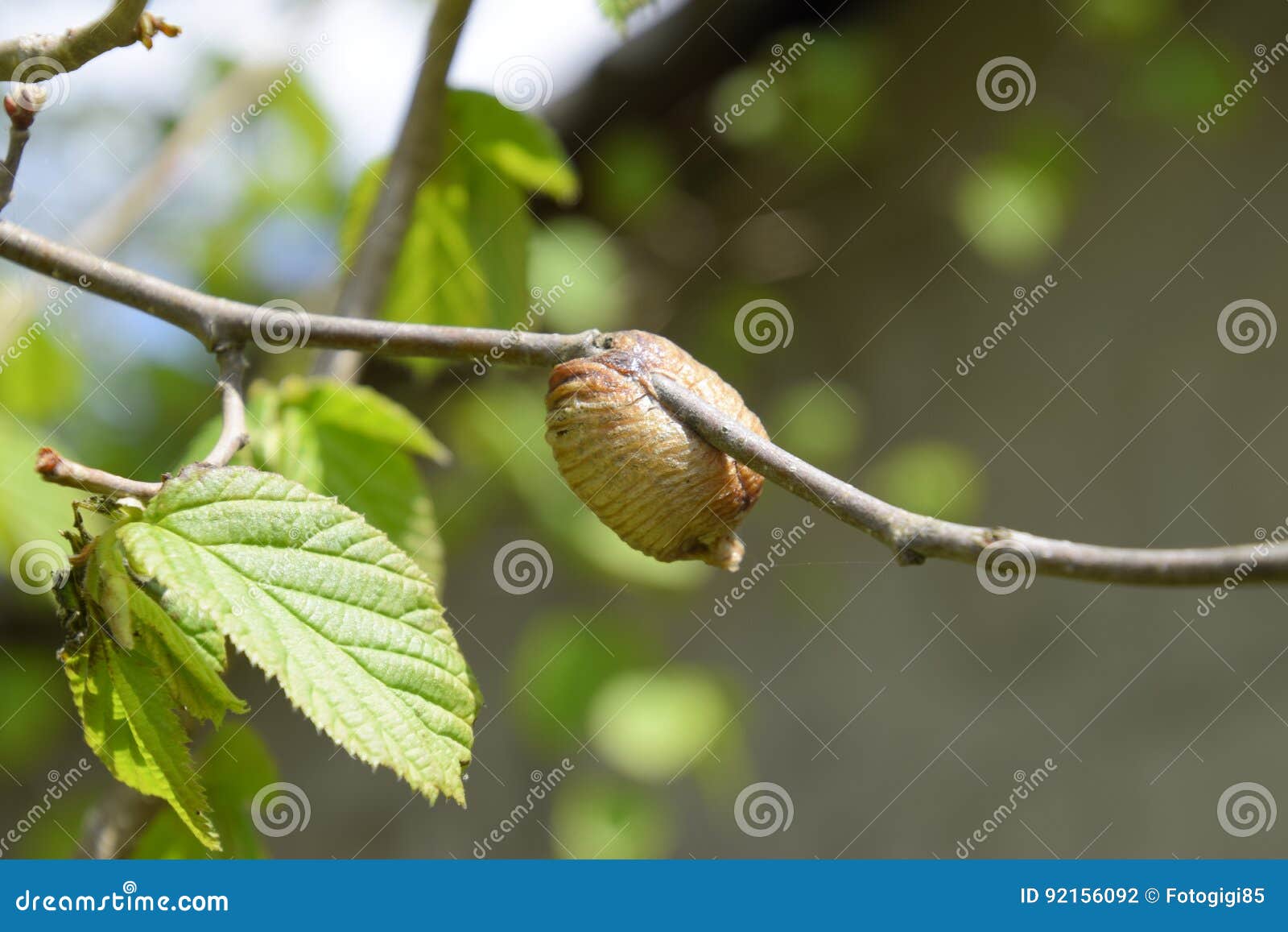 Ootheca Mantis on the Branches of a Tree. the Eggs of the Insect Laid ...