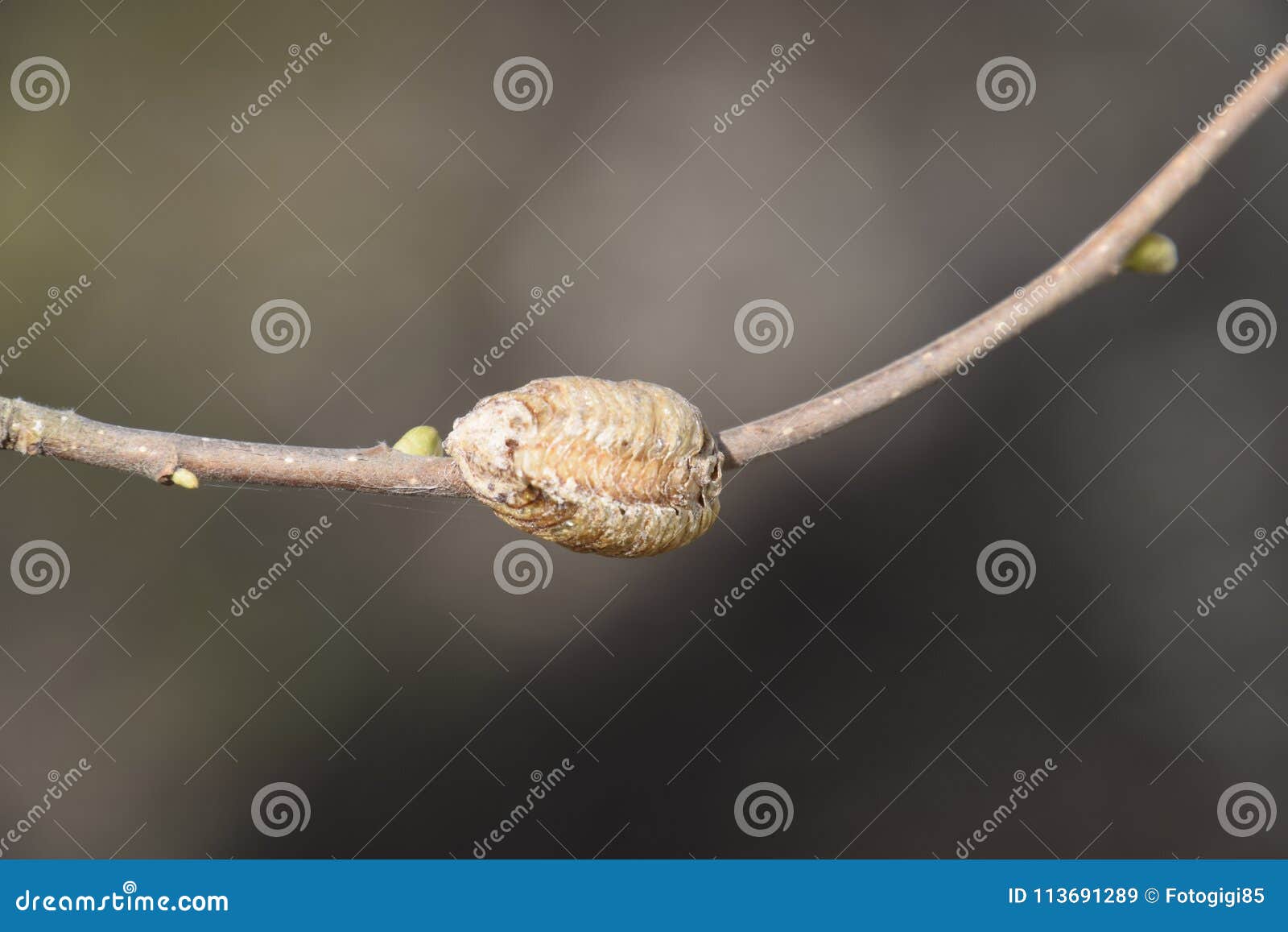Ootheca Mantis on the Branches of a Tree. the Eggs of the Insect Laid ...