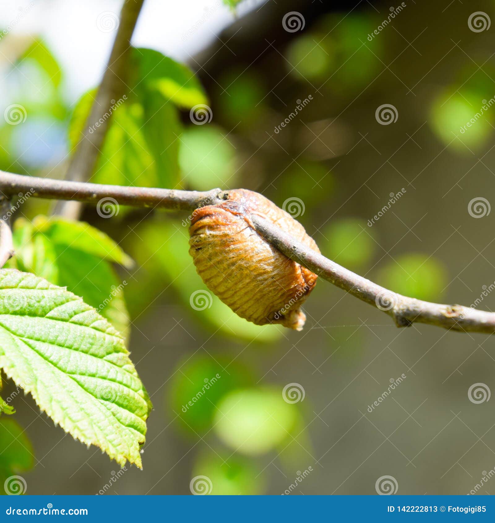 Ootheca Mantis on the Branches of a Tree. the Eggs of the Insect Stock ...