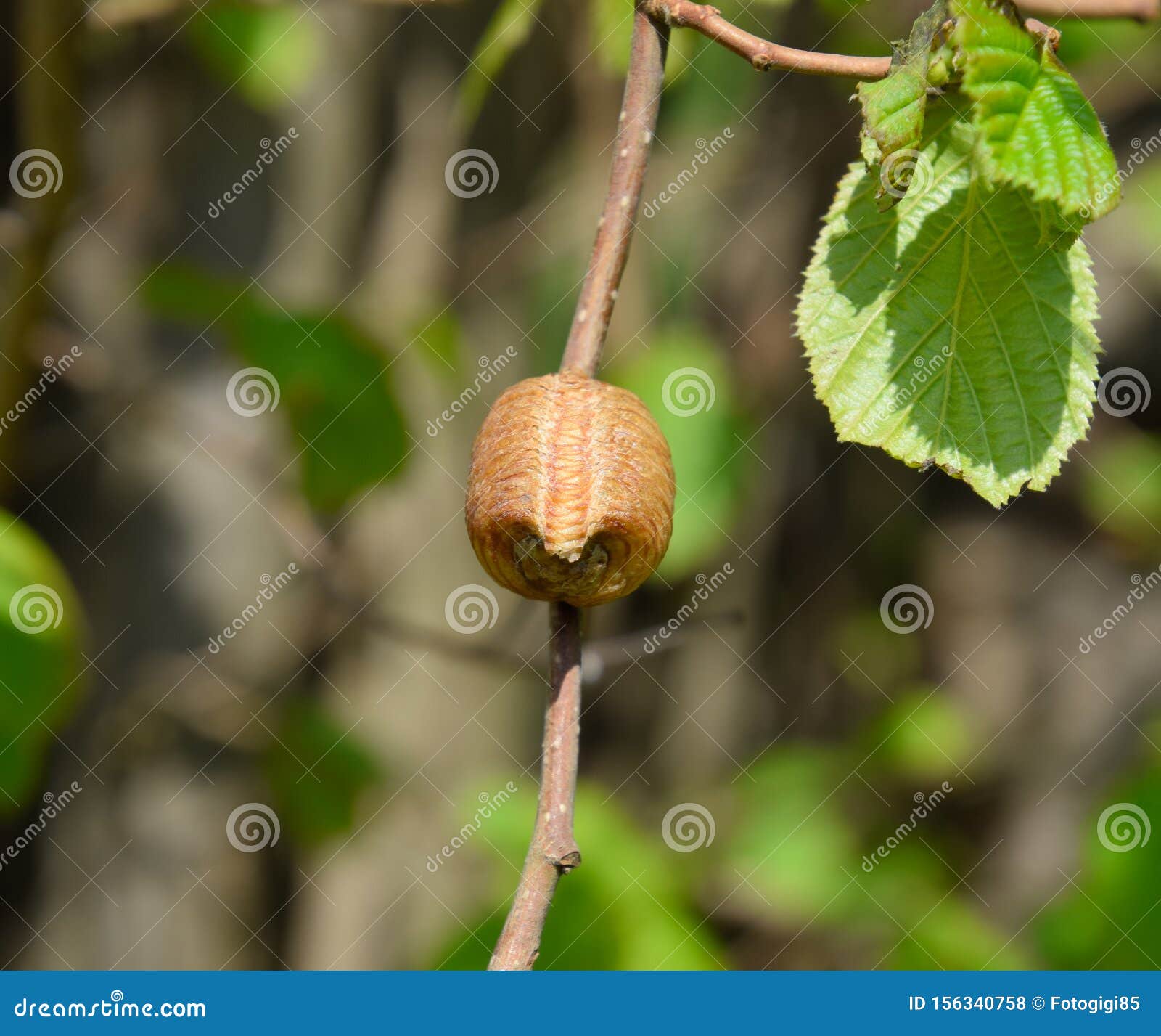 Ootheca on the Branches of a Tree. the Eggs of the Insect Stock Photo ...