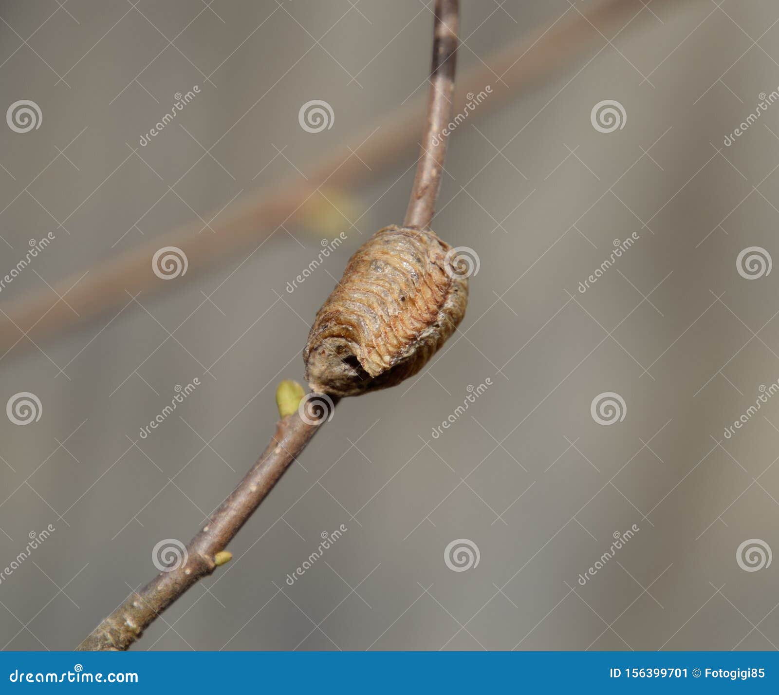 Ootheca Mantis on the Branches of a Tree. the Eggs of the Insect Stock ...