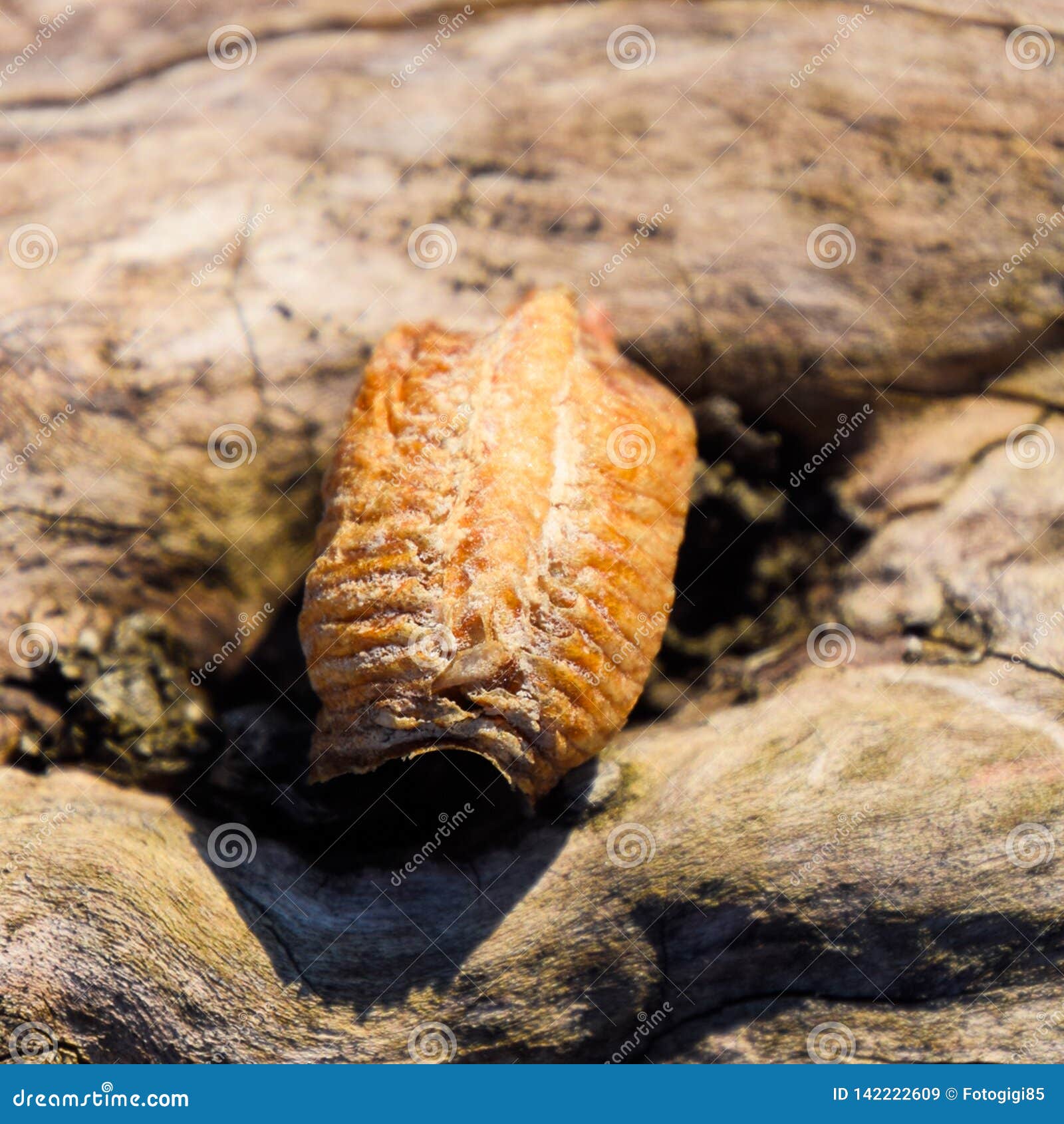 Ootheca Mantis On The Branches Of A Tree. The Eggs Of The Insect Laid ...