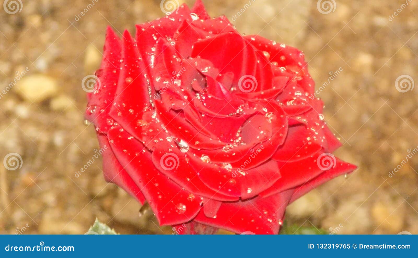 Boobles Stock Photos - Download 35 Royalty Free Photos