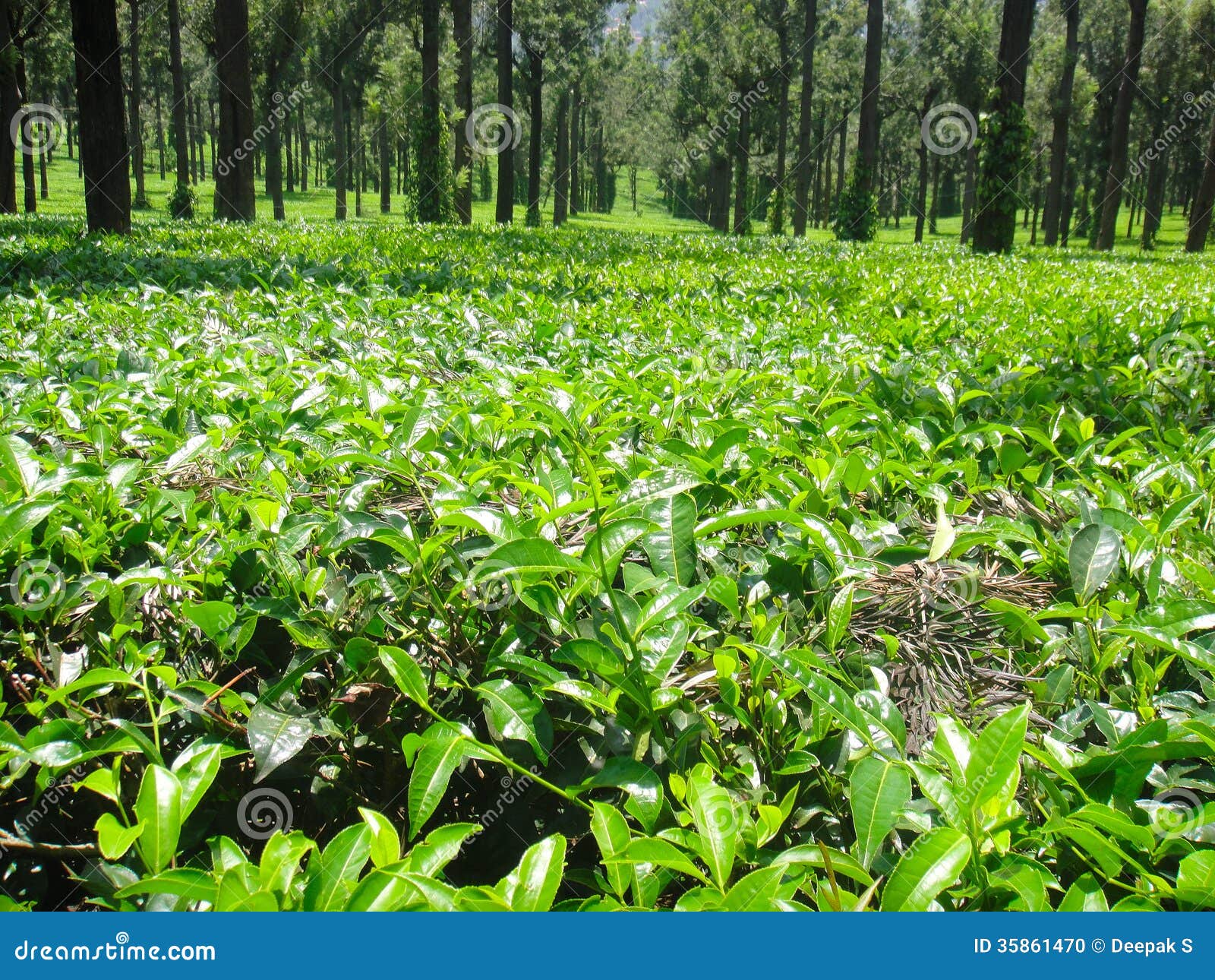 Ooty tea estate stock photo. Image of vast, plants, ooty - 35861470