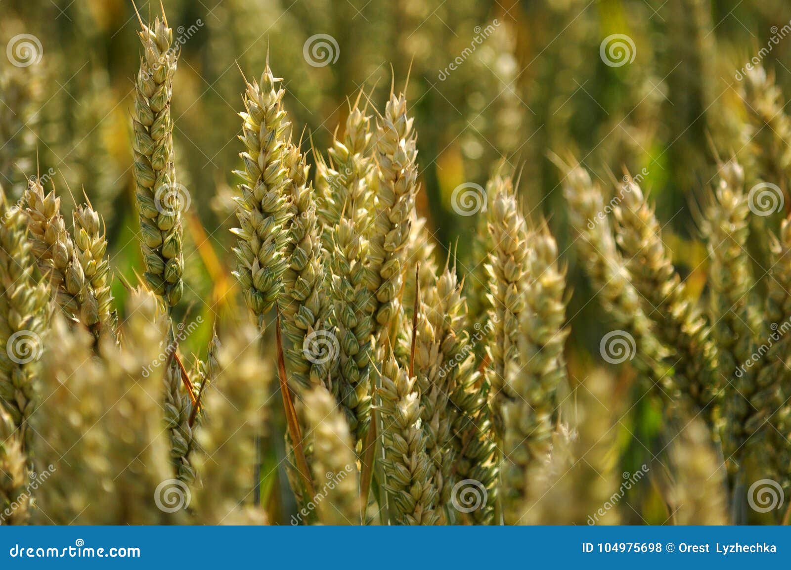 Op Het Gebied Van De Tarwe Van De Tarwewinter Stock Foto - Image of ...