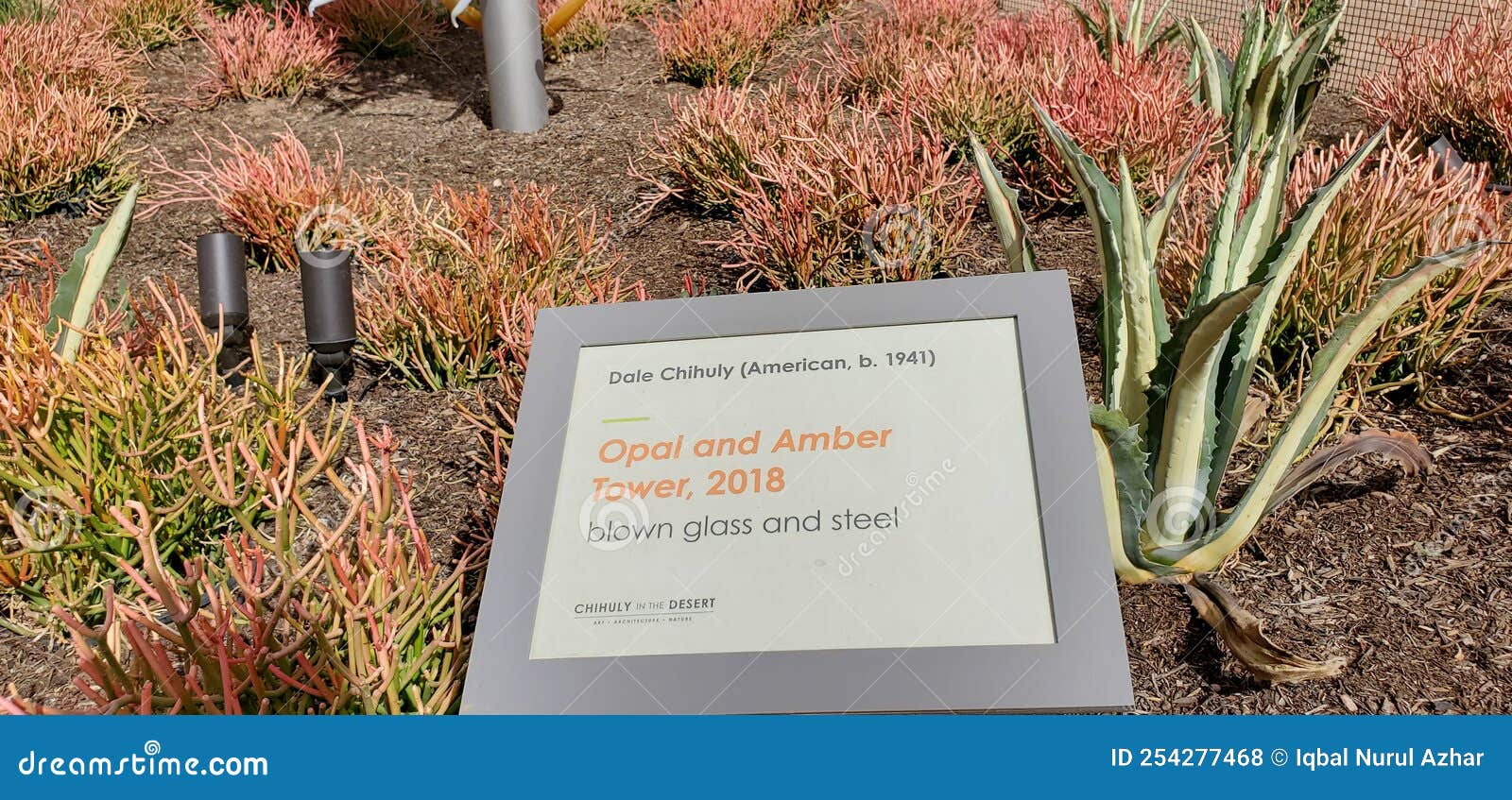 Opal an Amber Tower Plants at Arizona Editorial Stock Photo - Image of ...