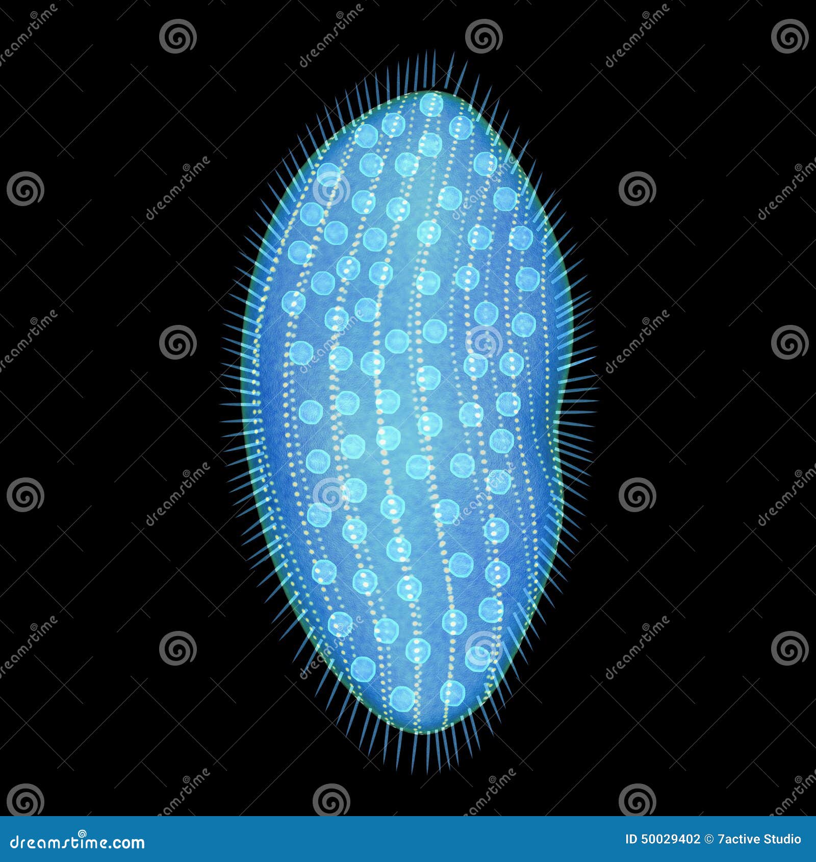 Opalina stock illustration. Image of animal, cellular - 50029402
