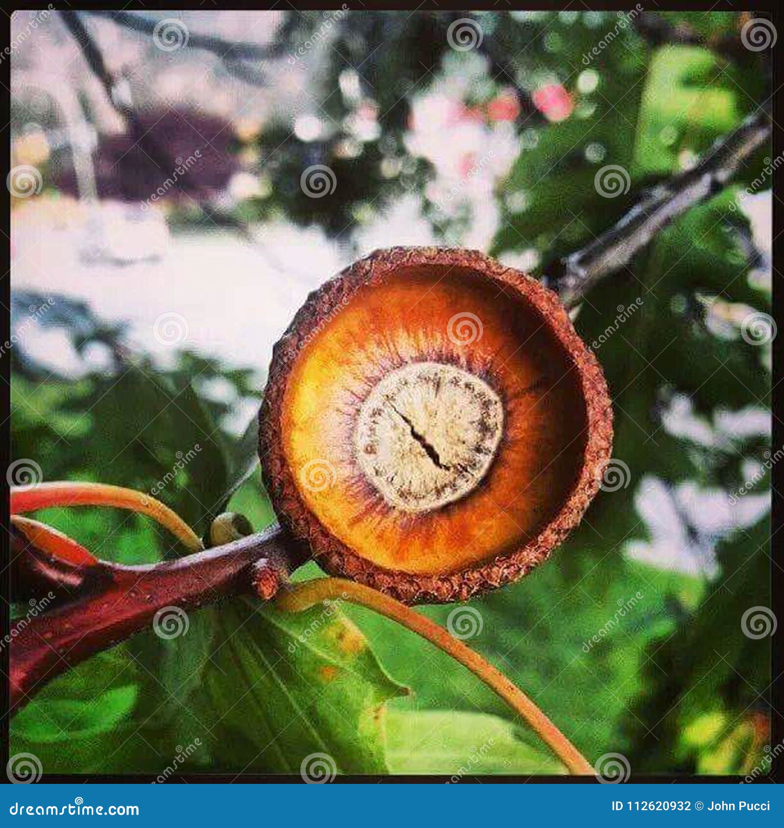 Open Acorn stock photo. Image of trail, acorn, walking - 112620932