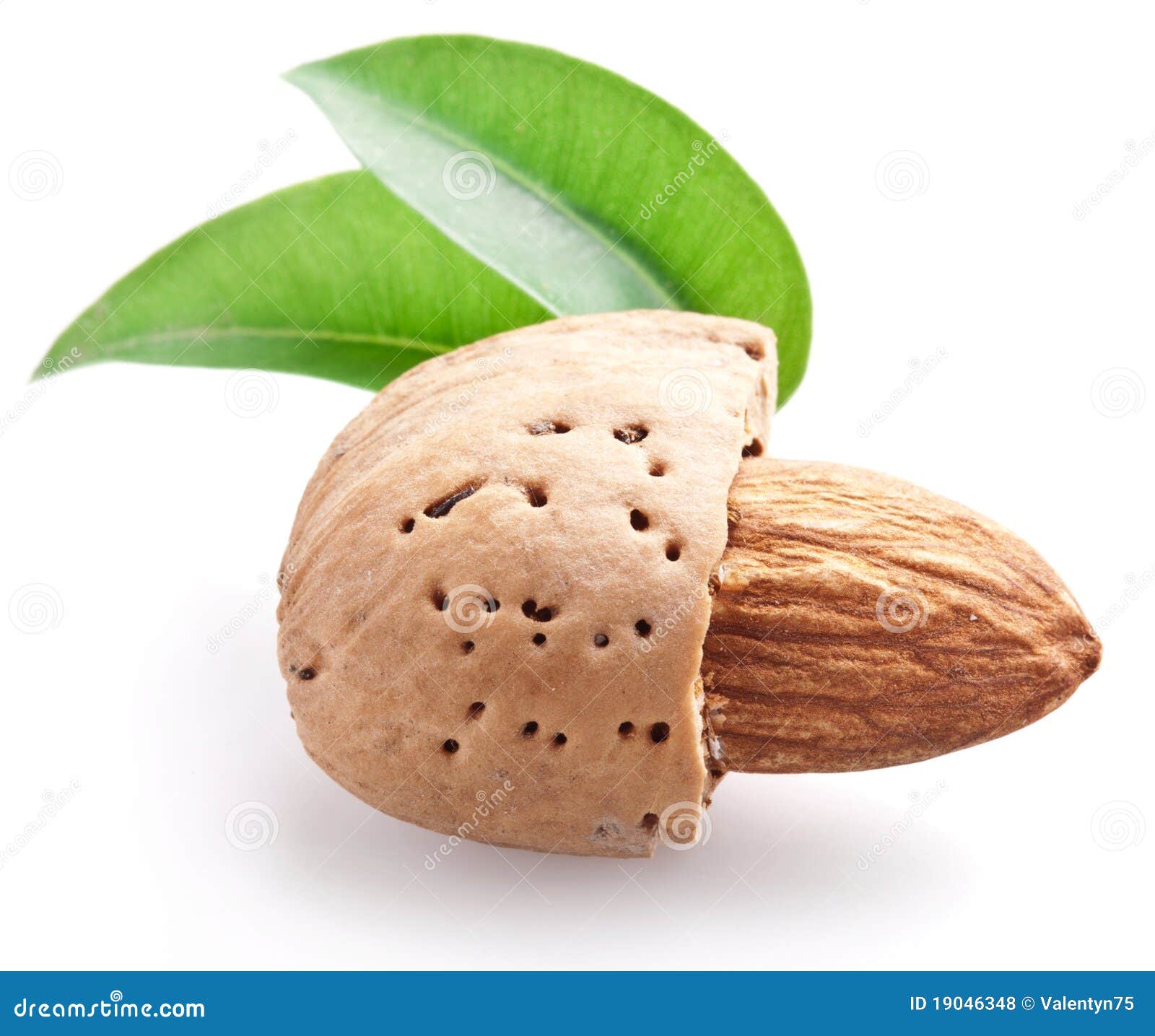 Open Almond Nut with Leaves Stock Photo - Image of brown, hard: 19046348