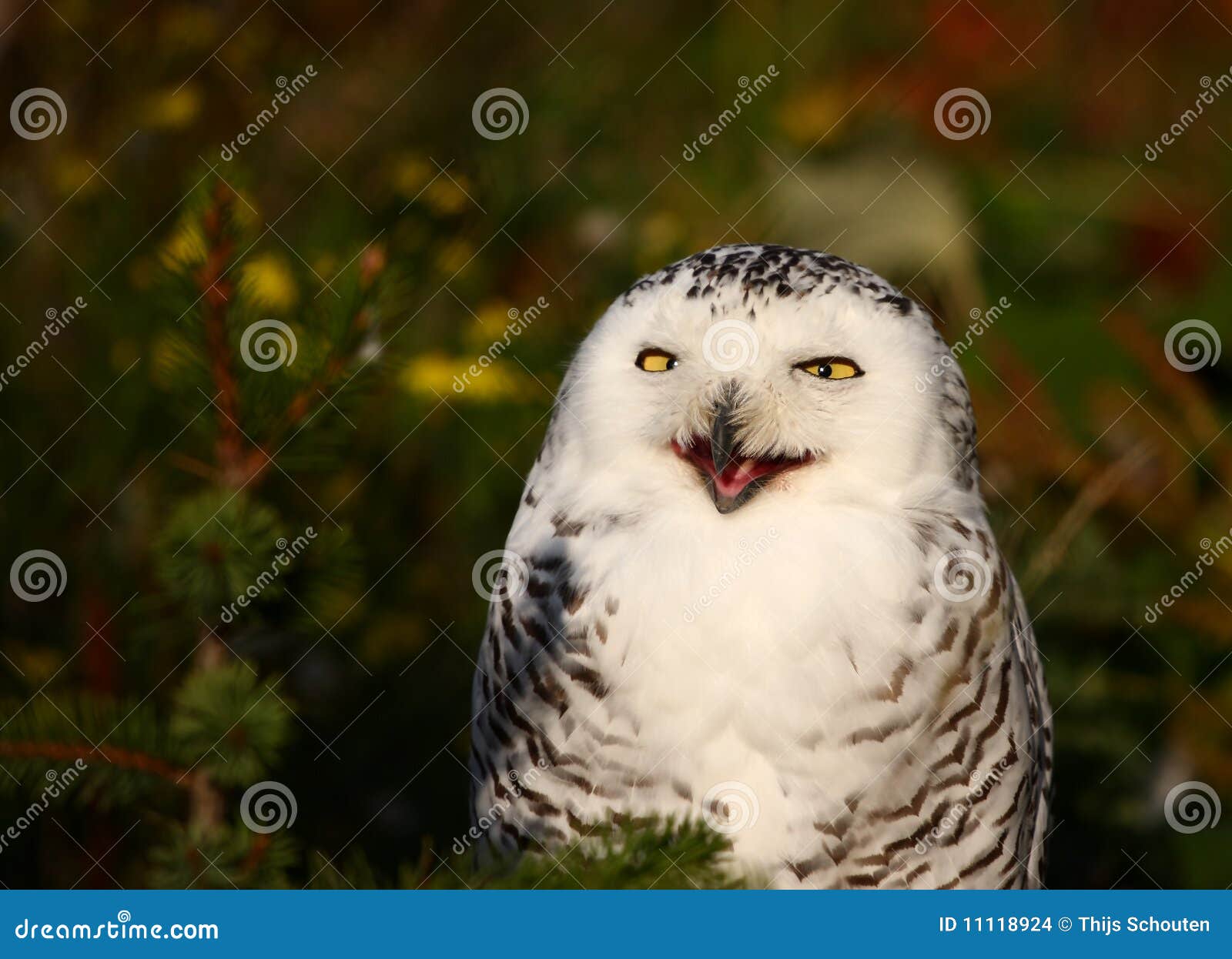 Open beak stock photo. Image of bird, hunter, nature - 11118924