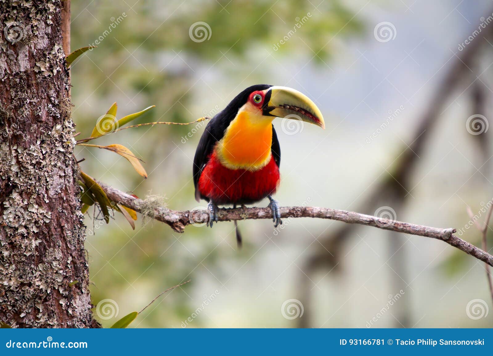 With open beak stock image. Image of atlantic, tree, toucan - 93166781
