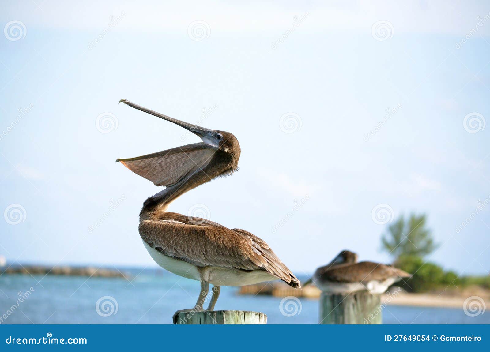 Open Beak Pelican stock photo. Image of ocean, bird, gull - 27649054