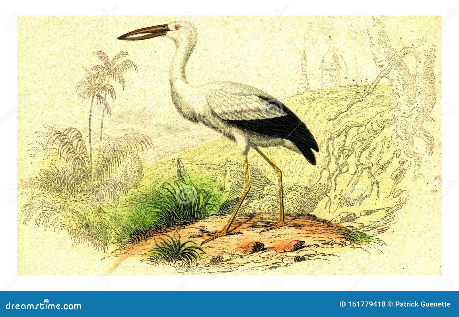 The Open Beak, Vintage Engraving Stock Illustration - Illustration of ...