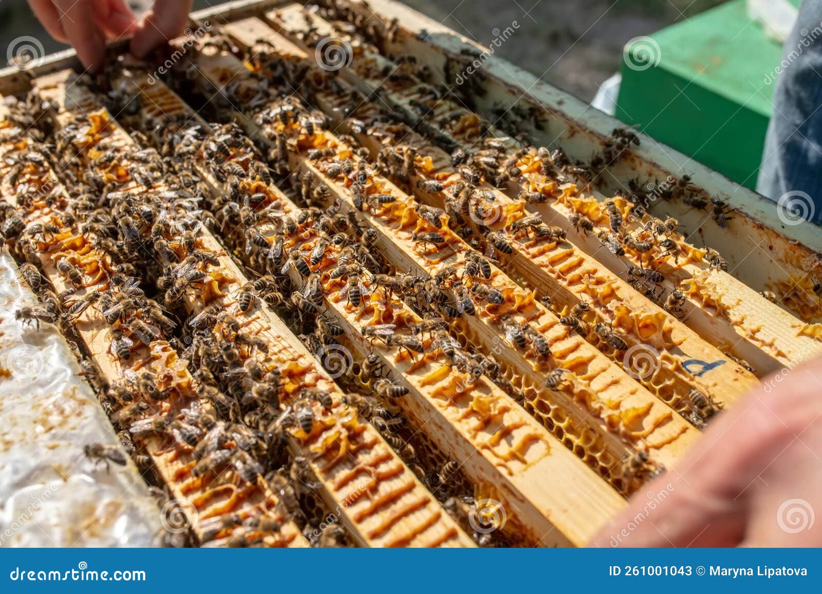 Frames of Beehive. Close Up View of Opened Hive Body Showing Frames ...
