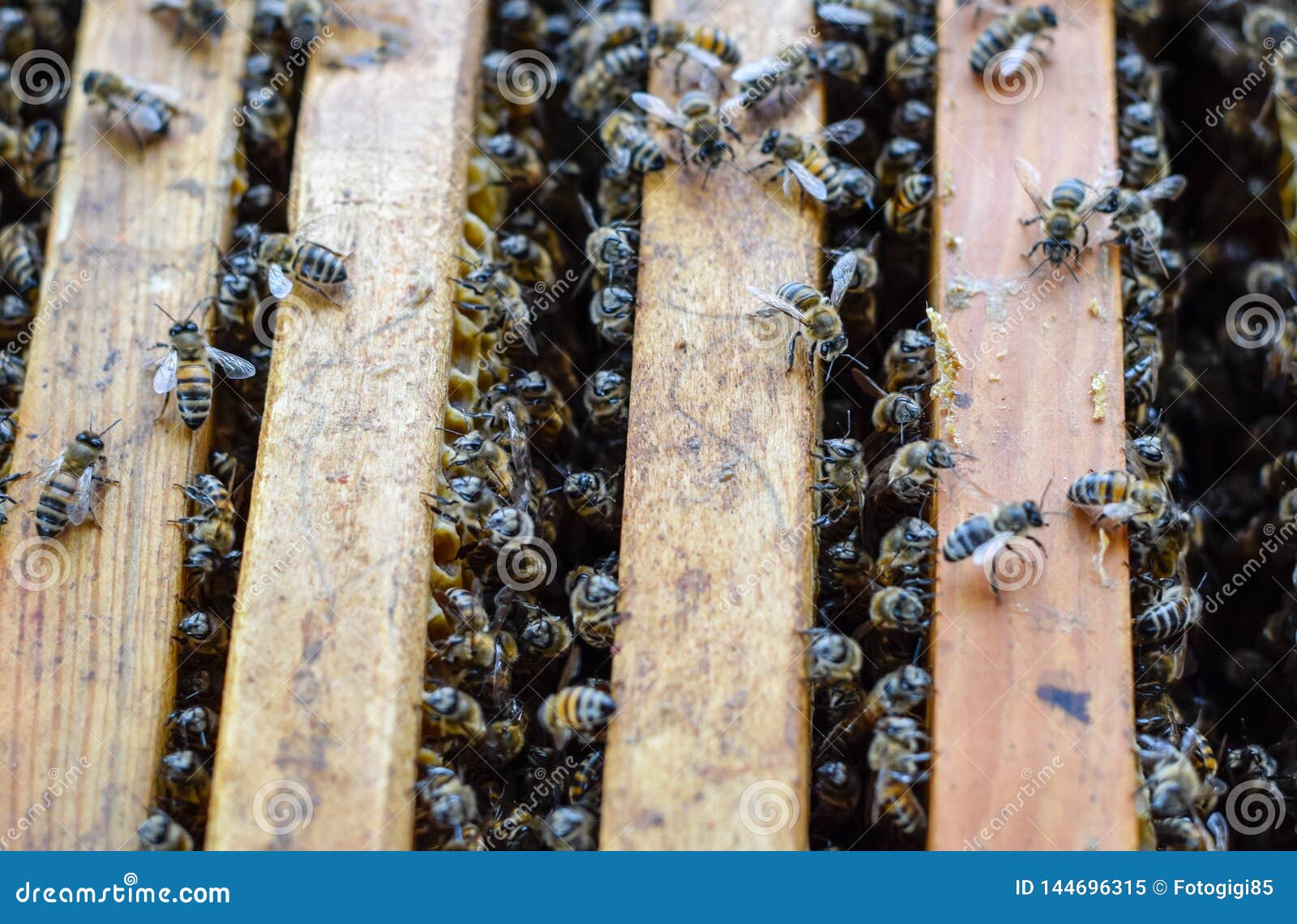 Open Bee Hive. Plank with Honeycomb in the Hive. the Bees Crawl Along ...