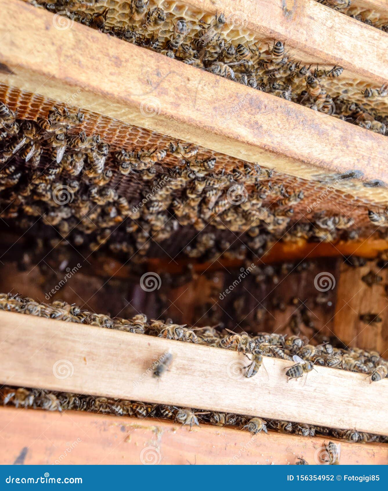 Open Bee . Plank with Honeycomb in the Hive. the Bees Crawl Along the ...