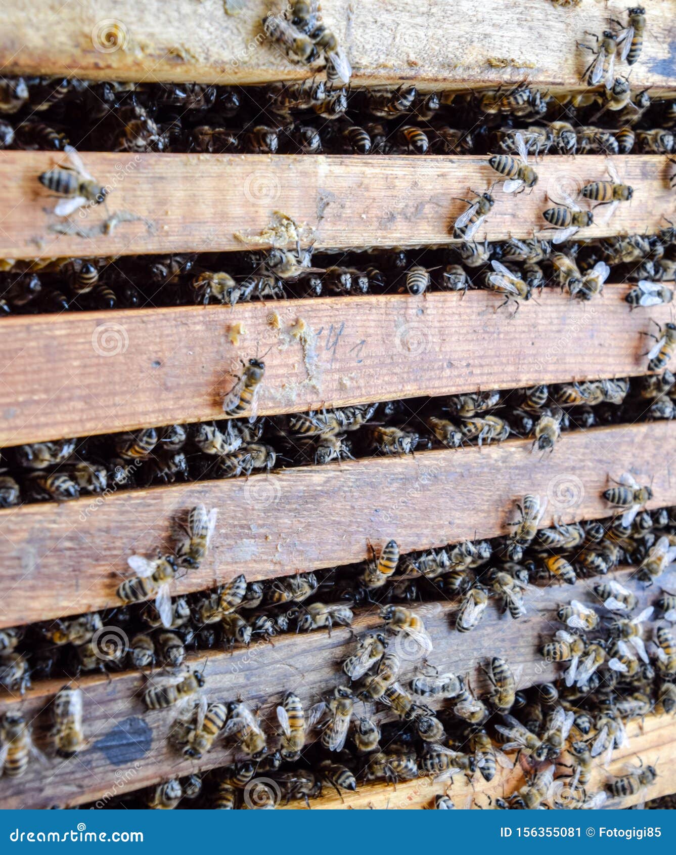 Open Bee . Plank with Honeycomb in the Hive. the Bees Crawl Along the ...