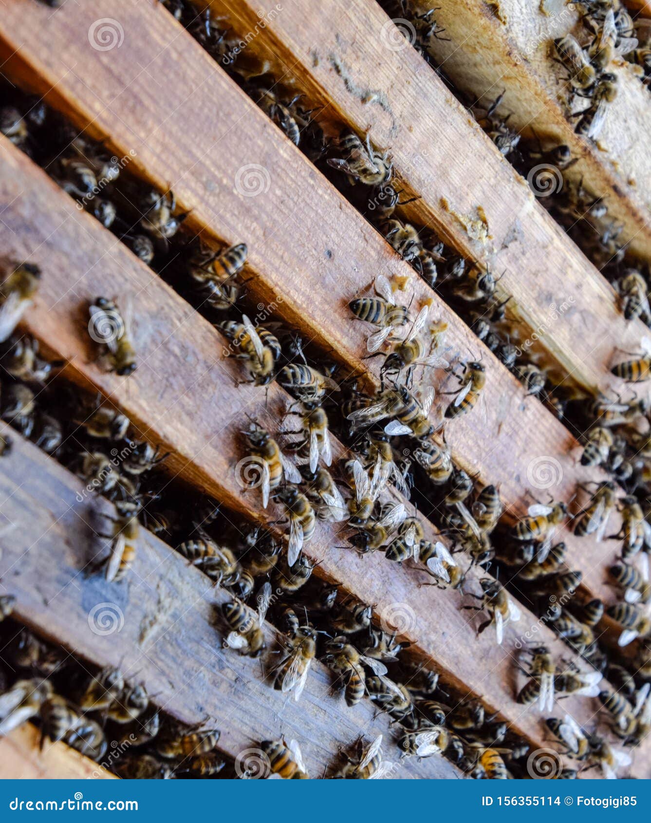 Open Bee . Plank with Honeycomb in the Hive. the Bees Crawl Along the ...