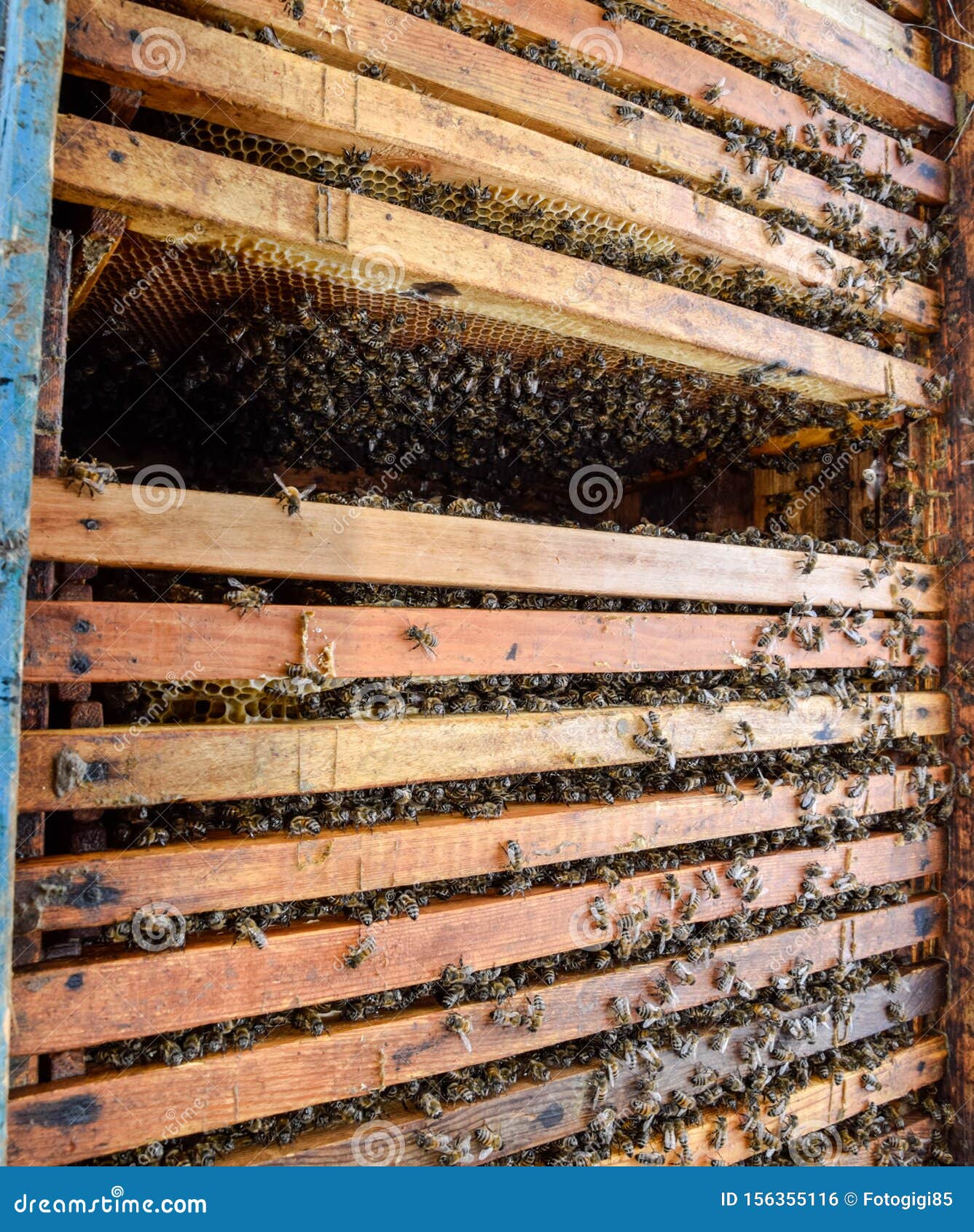 Open Bee . Plank with Honeycomb in the Hive. the Bees Crawl Along the ...