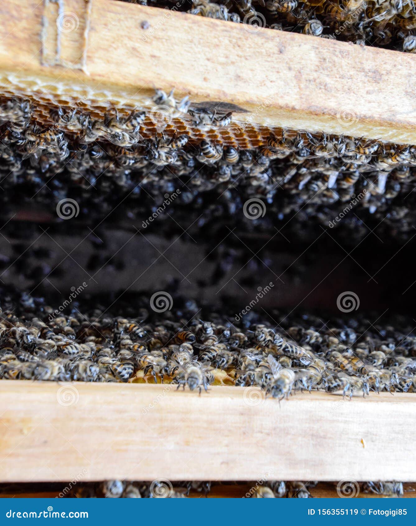 Open Bee . Plank with Honeycomb in the Hive. the Bees Crawl Along the ...