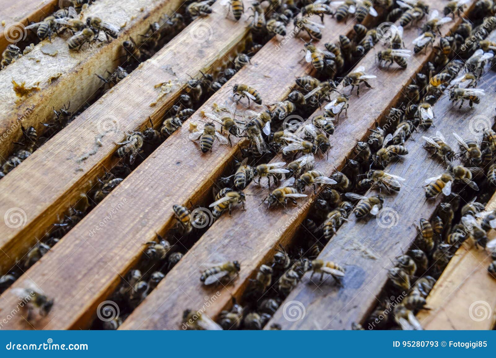 Open Bee Hive. Plank with Honeycomb in the Hive. the Bees Crawl Along ...