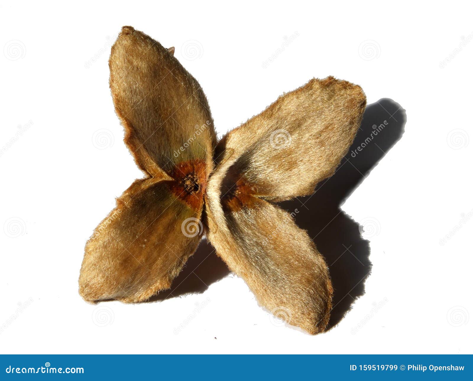 Open Beech Nut Husk on a White Background with Shadow Stock Image ...