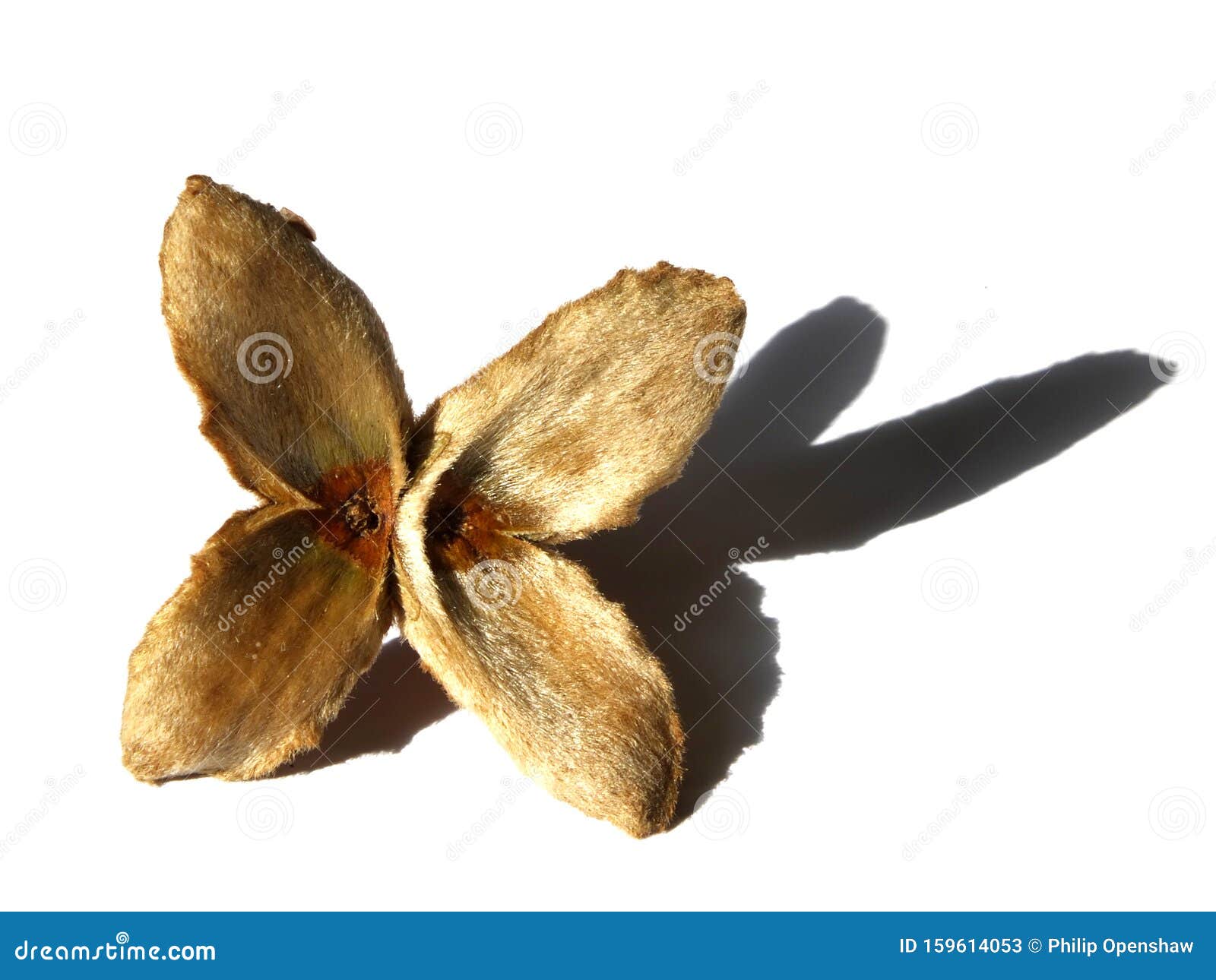 Open Beech Nut Husk on a White Background with Shadow Stock Image ...