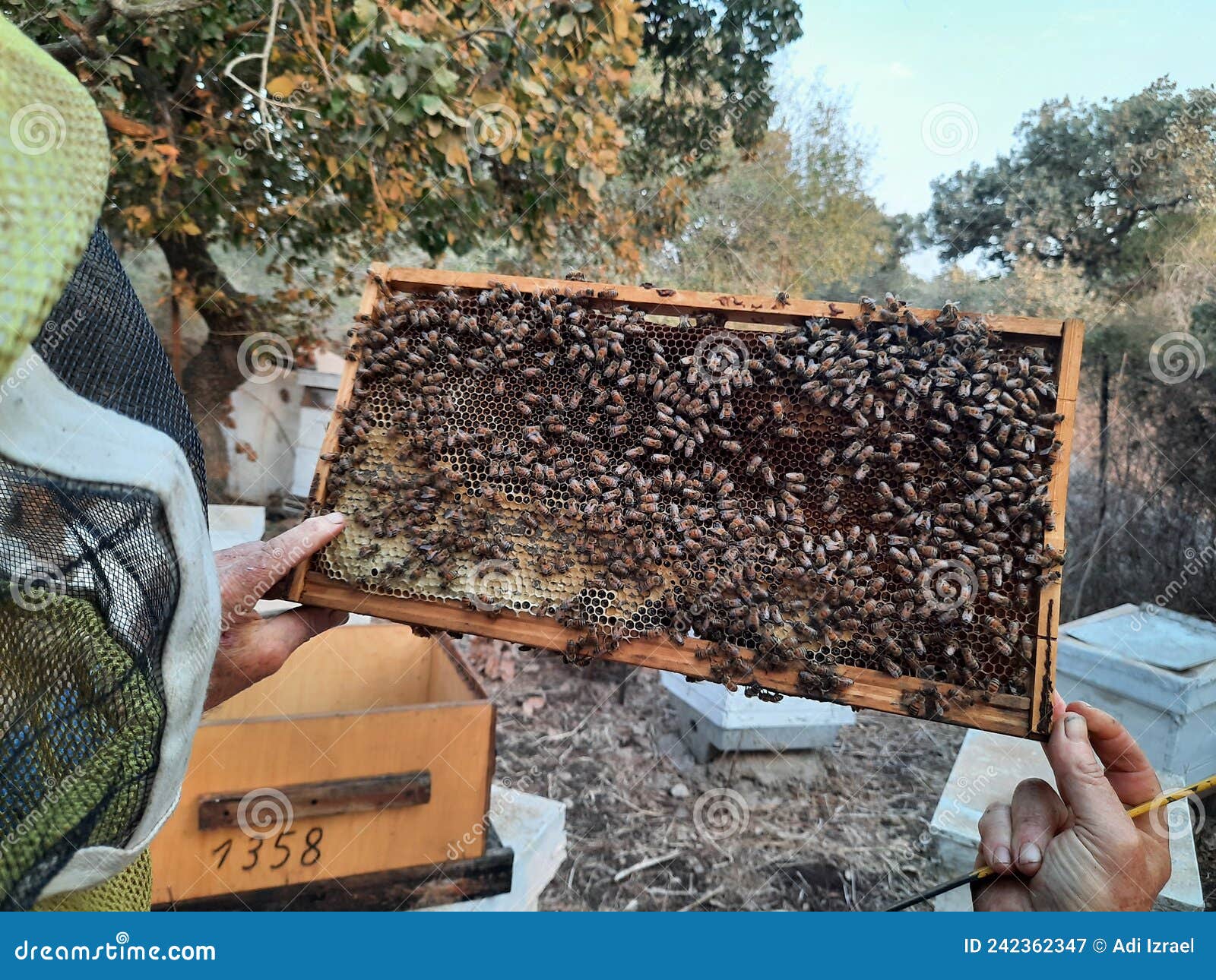 Open beehive and beekeeper stock image. Image of wood - 242362347