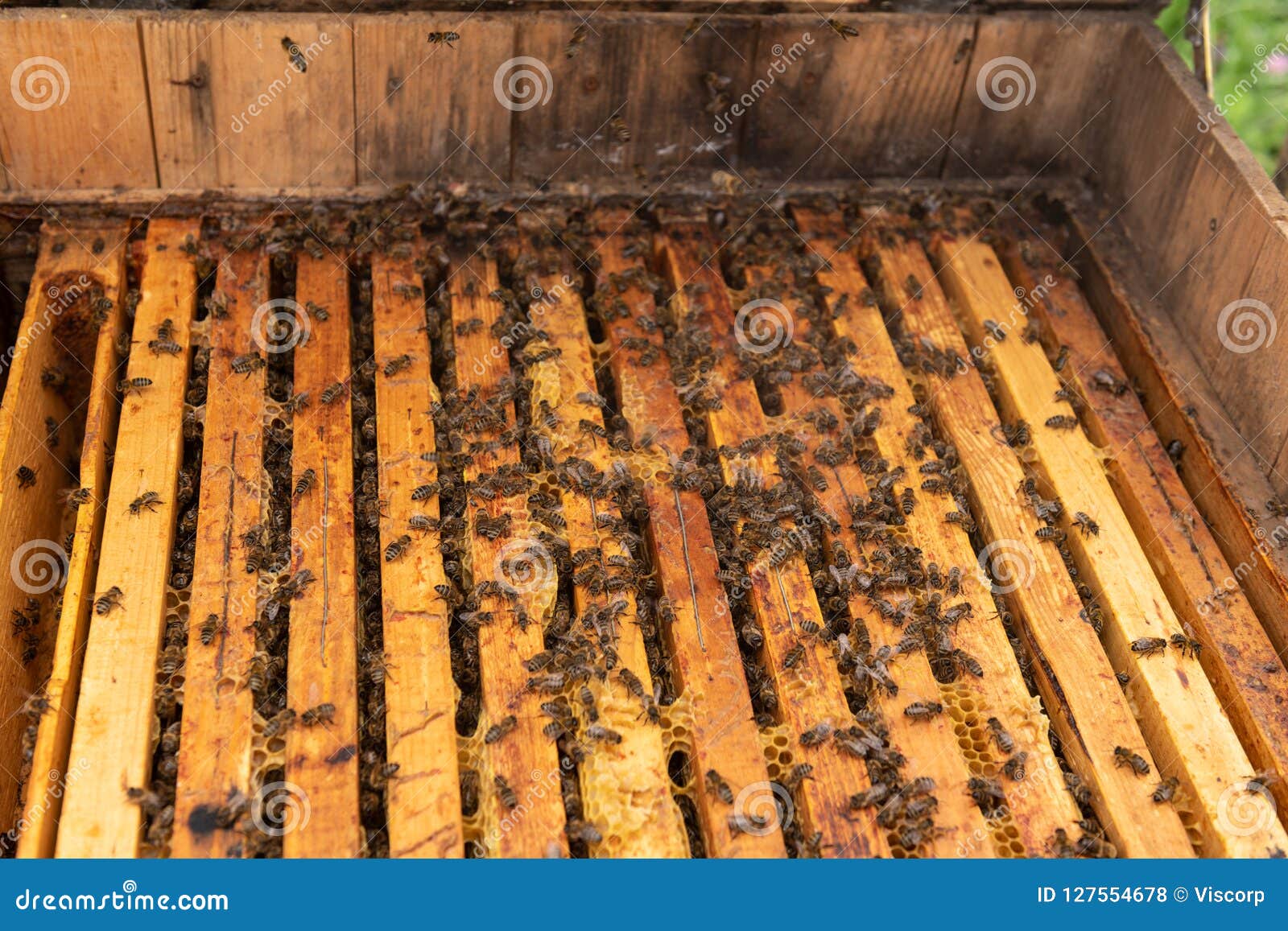 Open Beehive stock photo. Image of brood, honey, apiary - 127554678