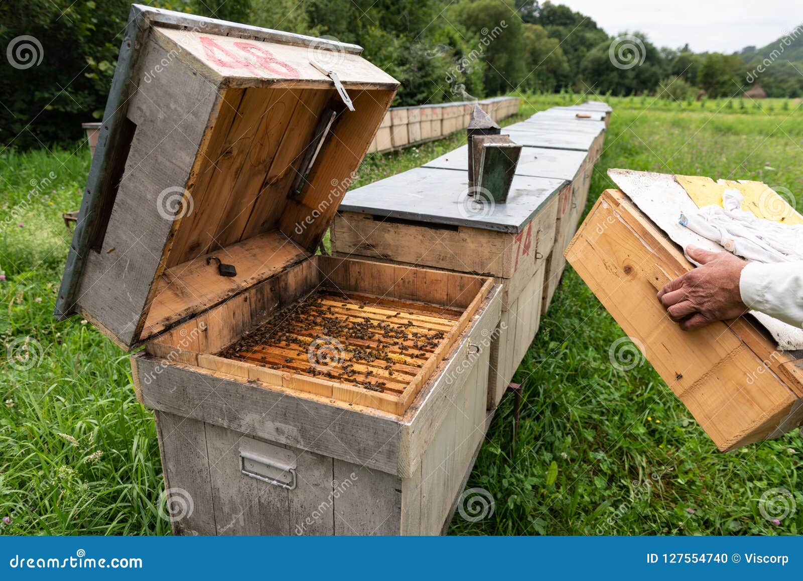 Open Beehive stock photo. Image of frame, beekeeping - 127554740