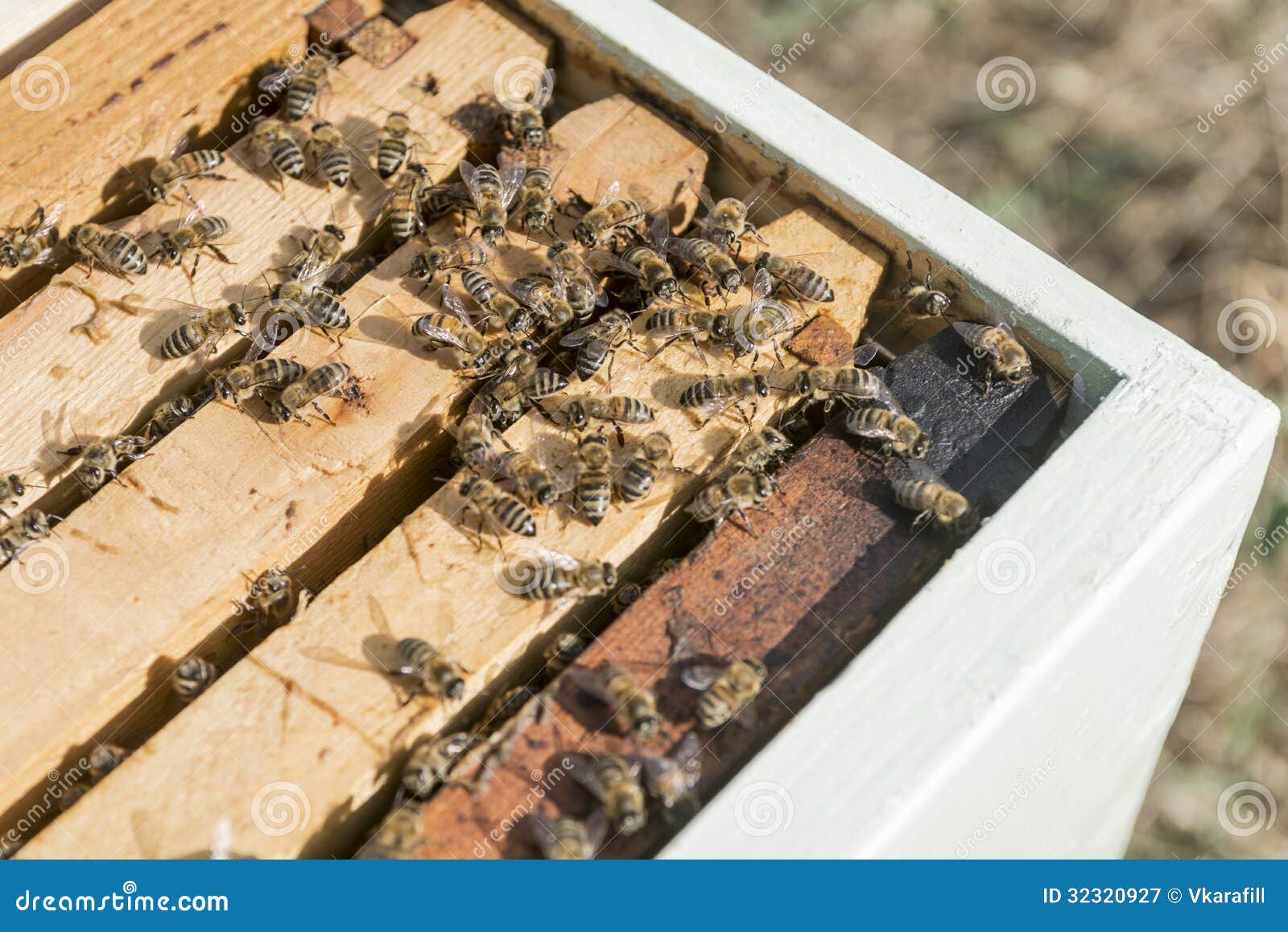 Open beehive with bees stock image. Image of agriculture - 32320927