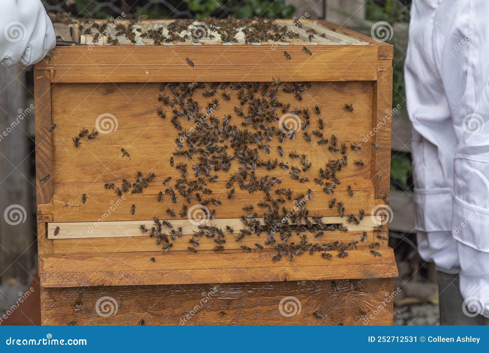 Open Beehive with a Large Amount of Honey Bees Stock Image - Image of ...