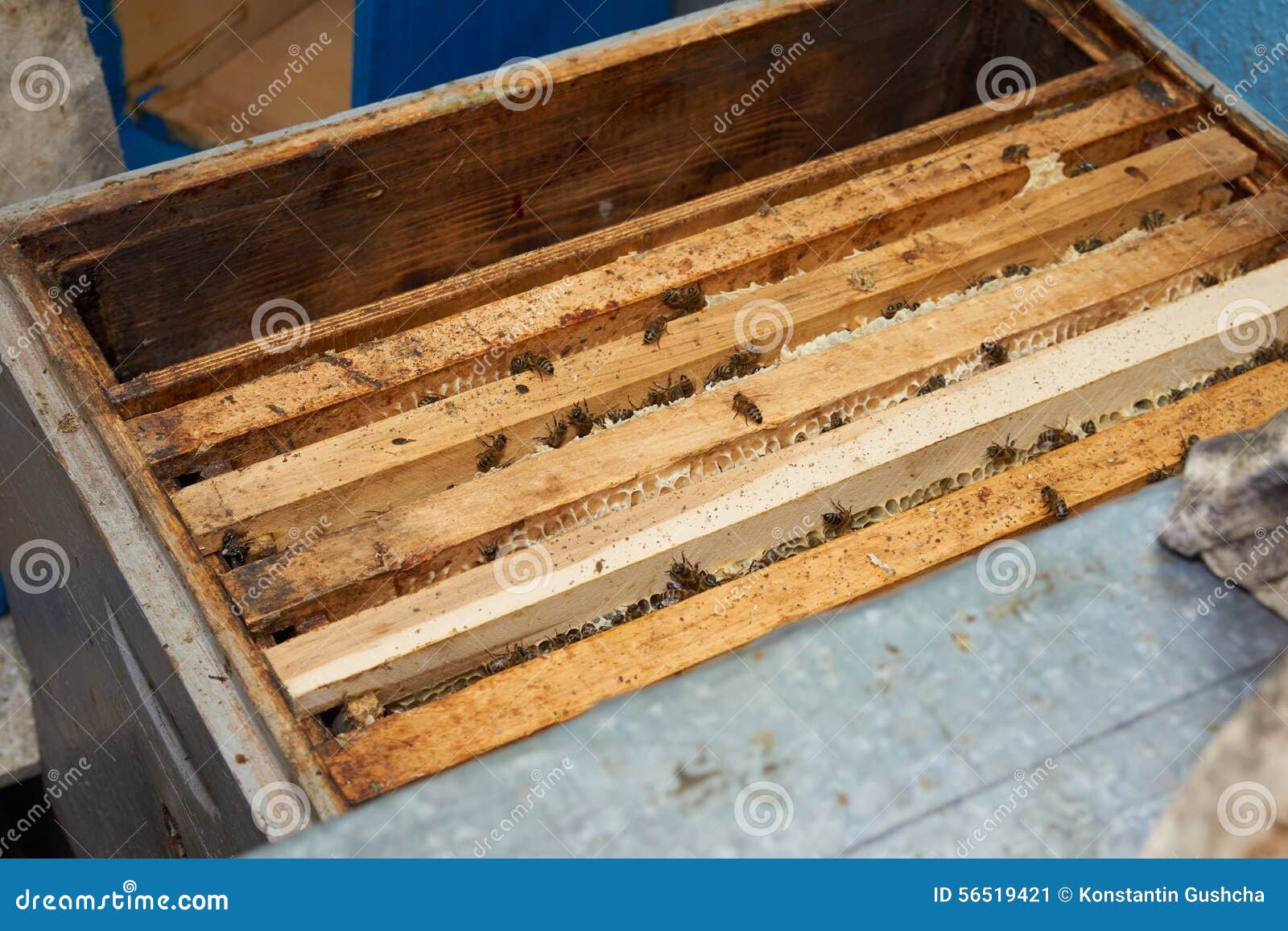 Open beehive stock image. Image of biology, medicine - 56519421