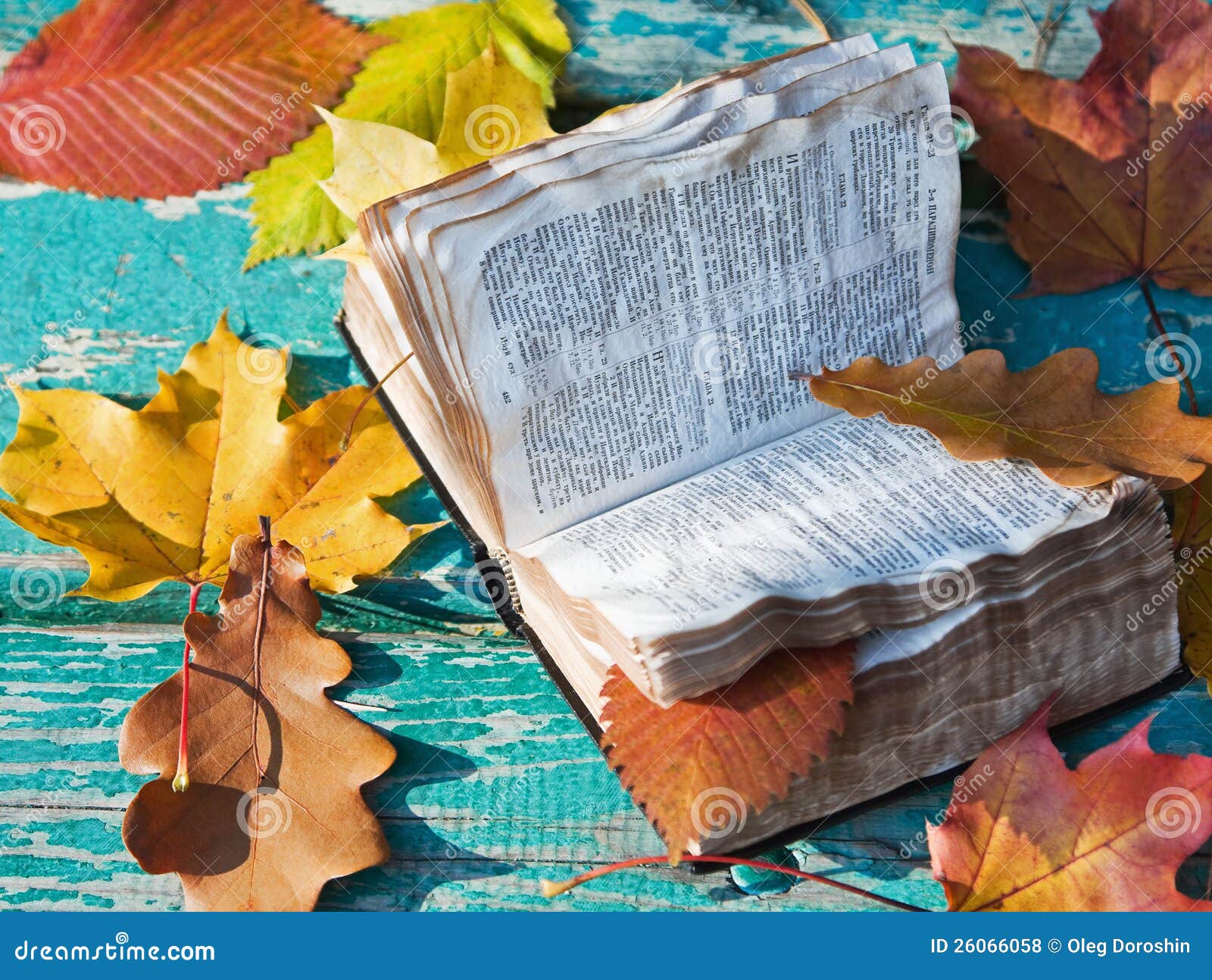 Open the Bible and the Fallen Autumn Stock Photo - Image of bench ...