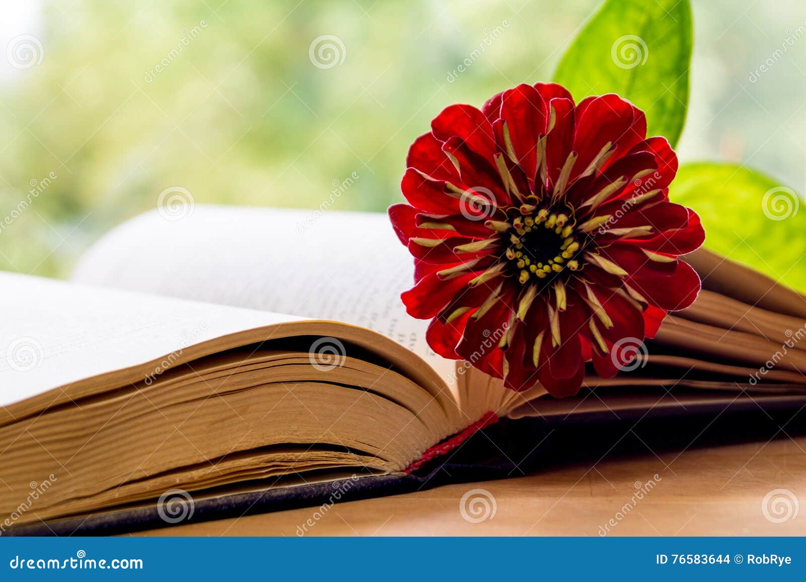 Open Bible and flower stock photo. Image of learn, literature - 76583644