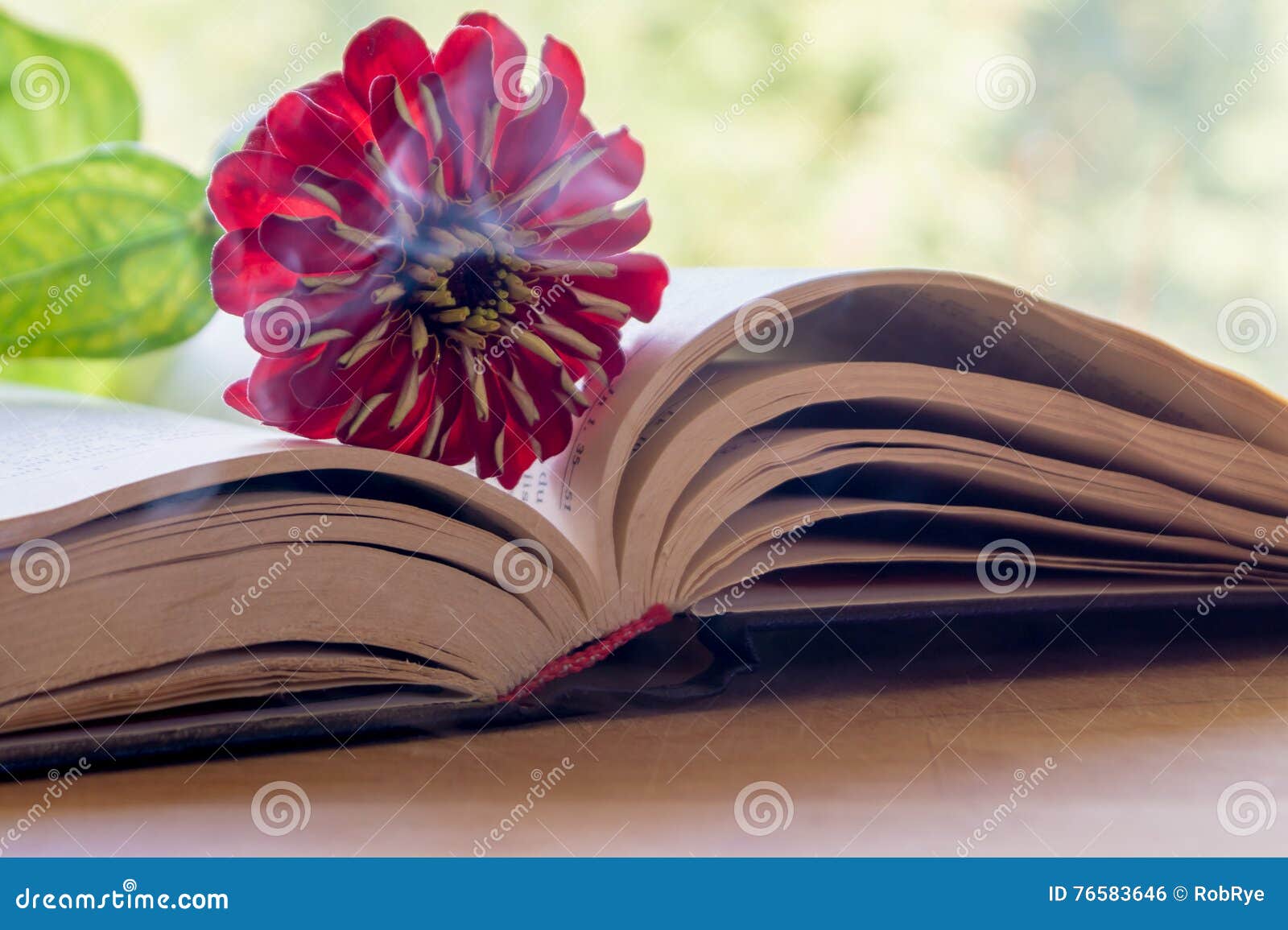 Open Bible and flower stock photo. Image of beautiful - 76583646